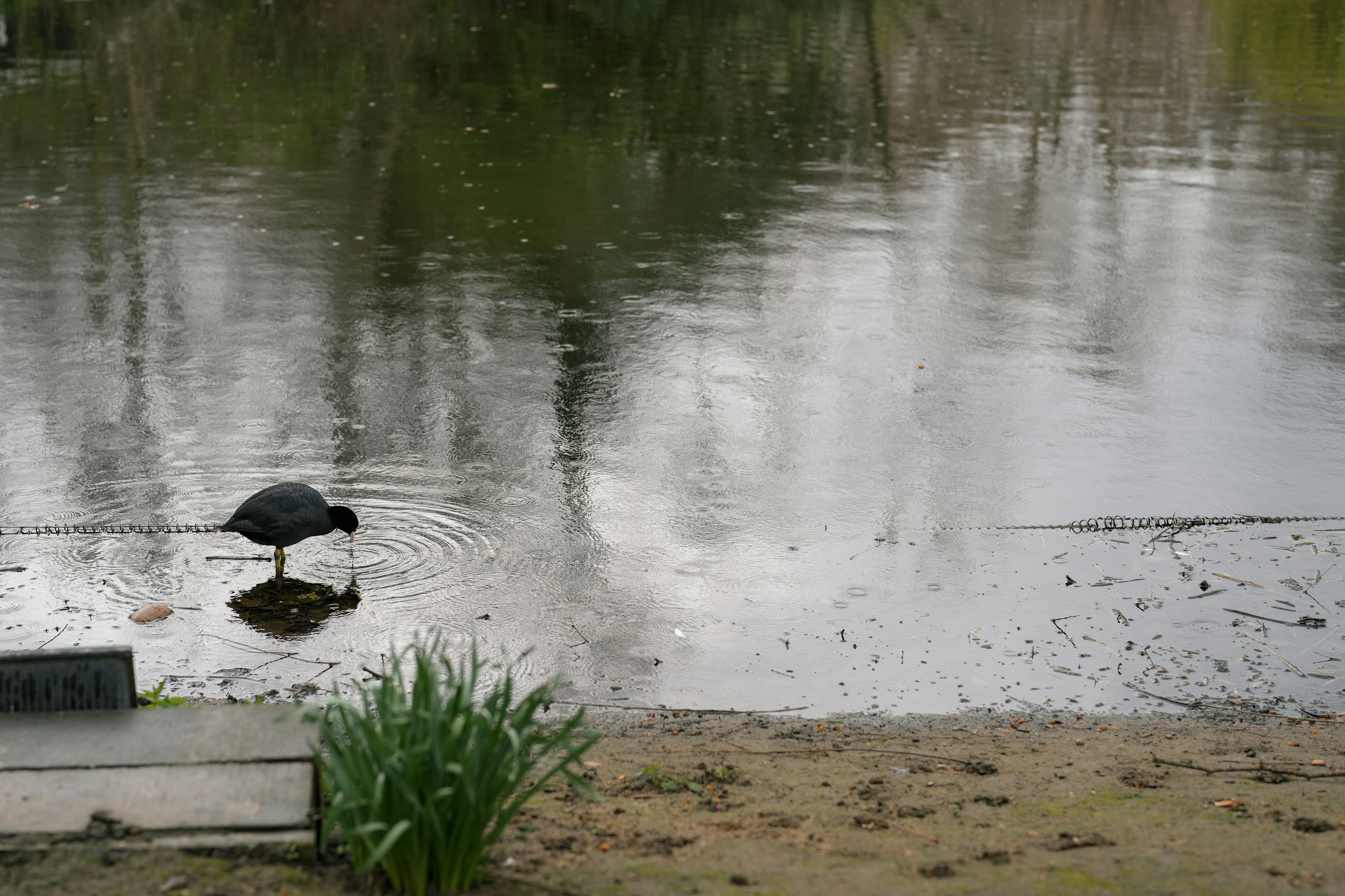 The Quiet Moorhen: Ripples and Reflections at the Pond's Edge