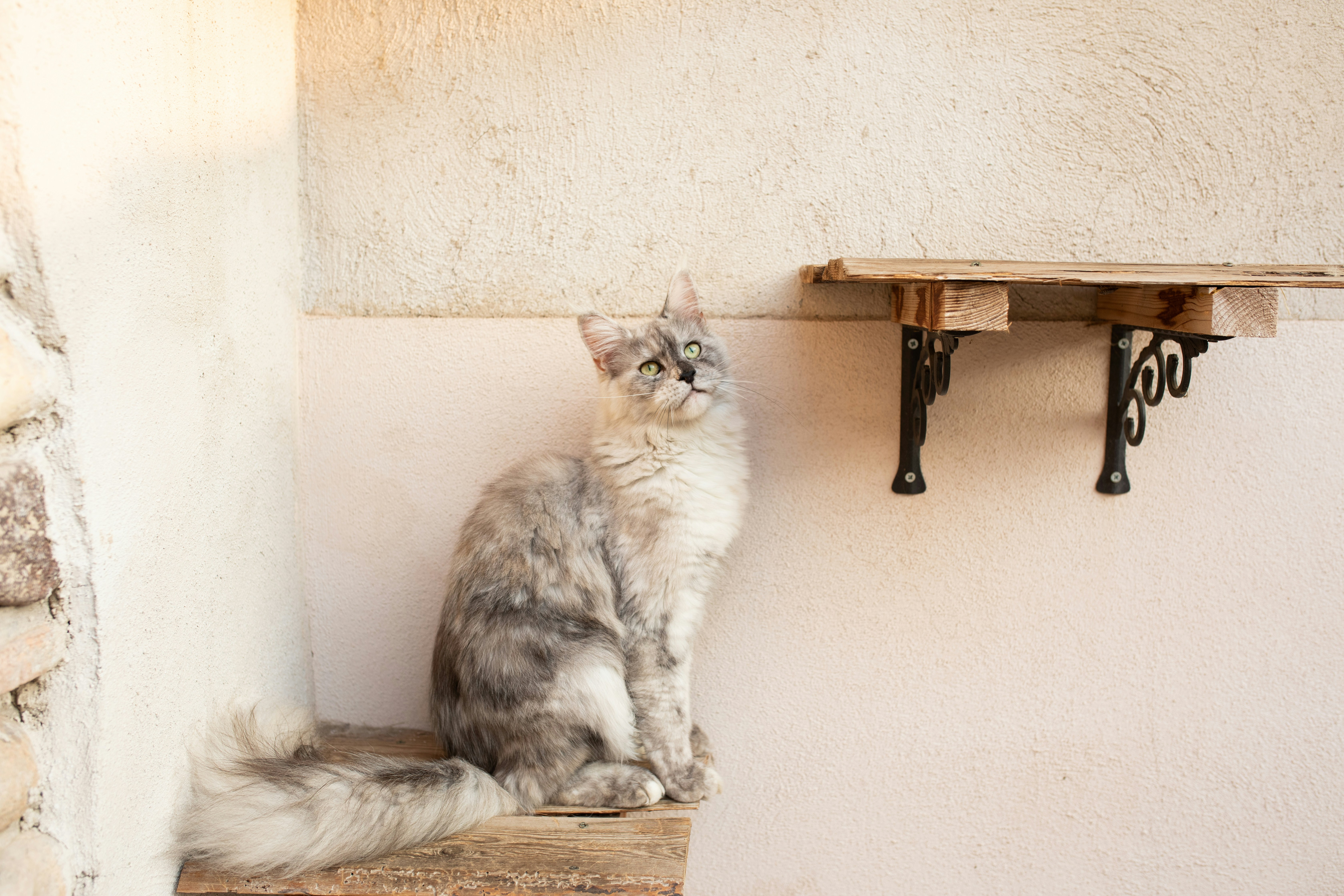 A cat is sitting on a wooden shelf photo – Free Animal Image on Unsplash
