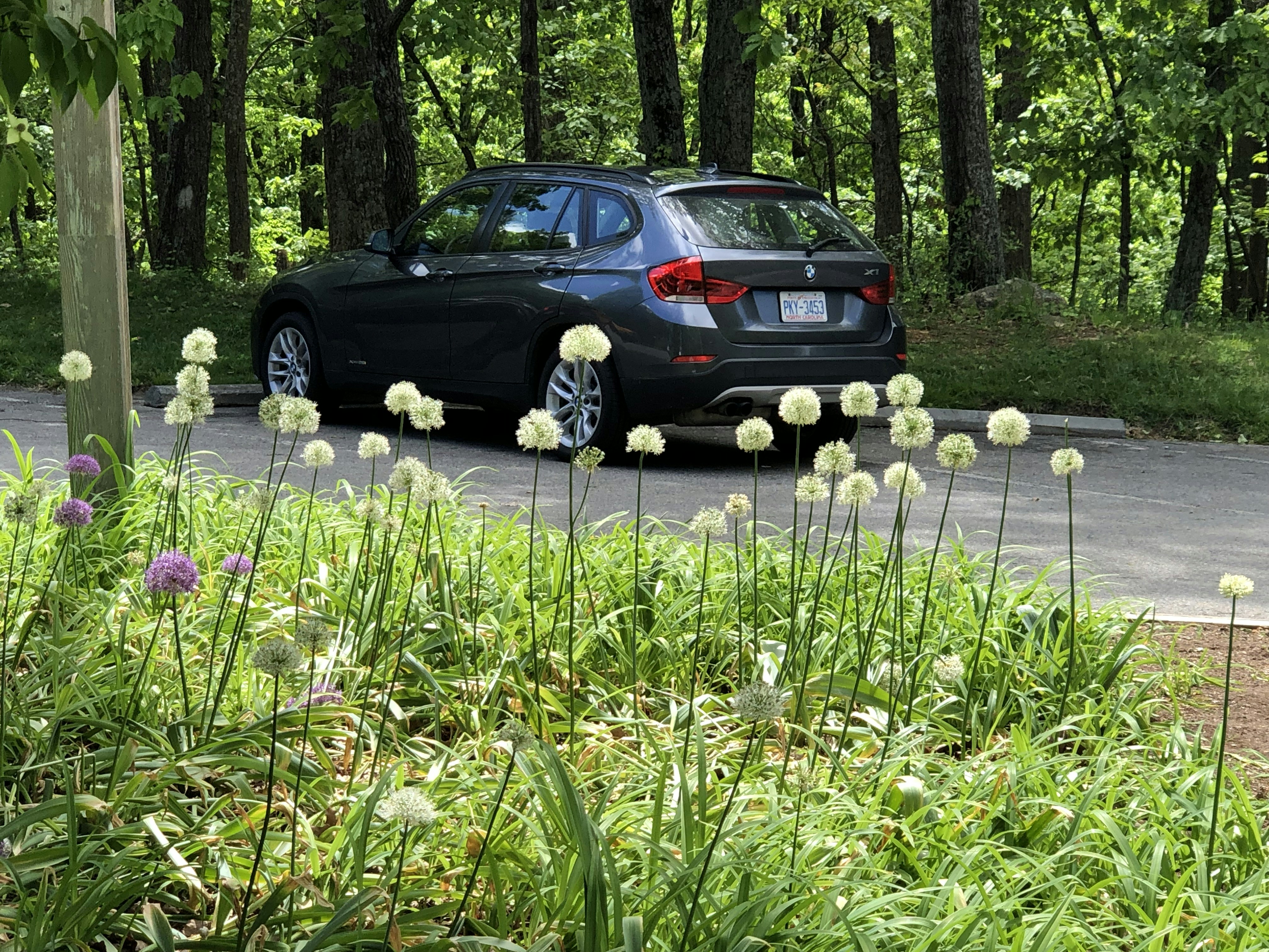 Blue SUV on a Forest Road Framed by White Pom-Pom Blooms