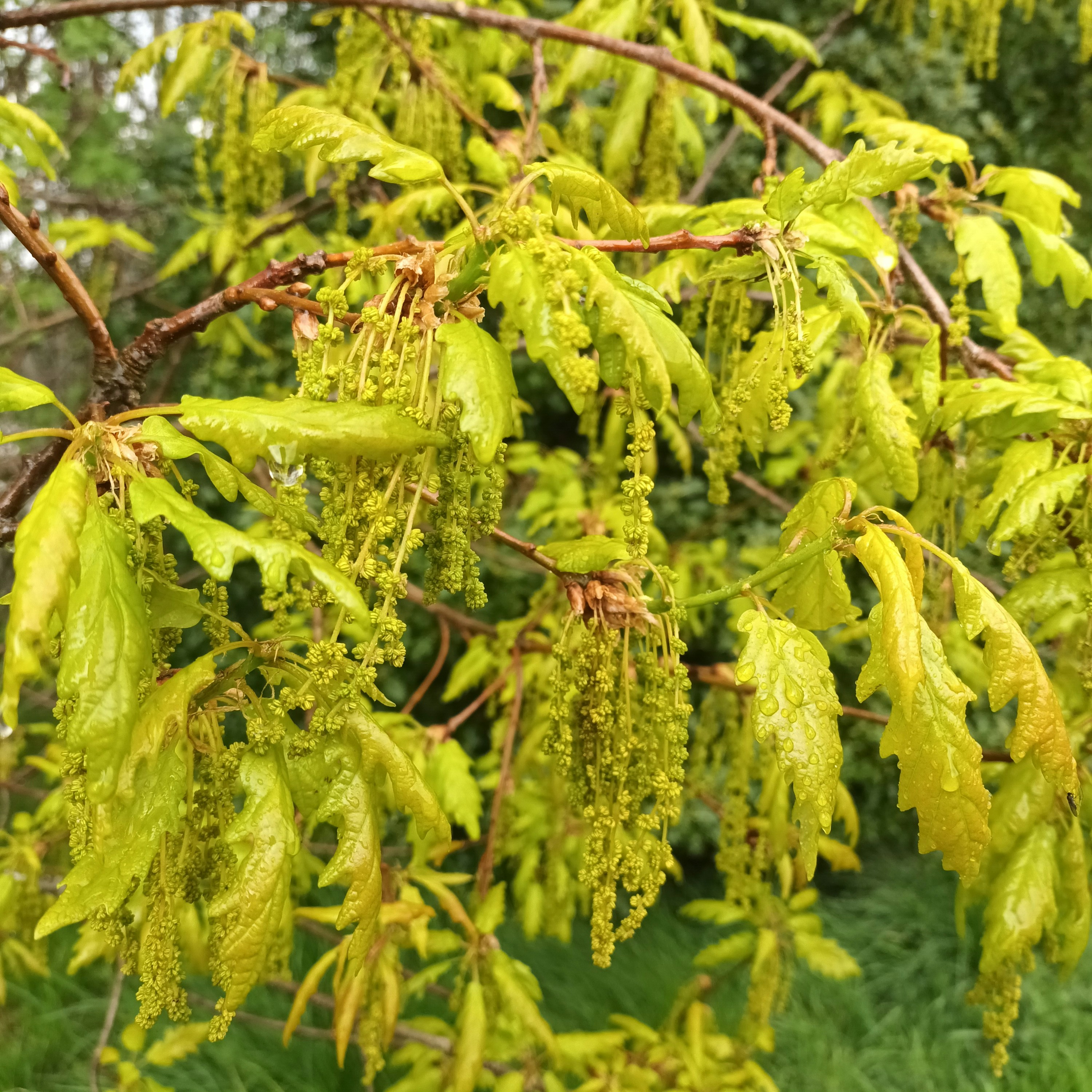 Close-up of lime-green leaves with hanging catkins on a branch, captured in natural light.