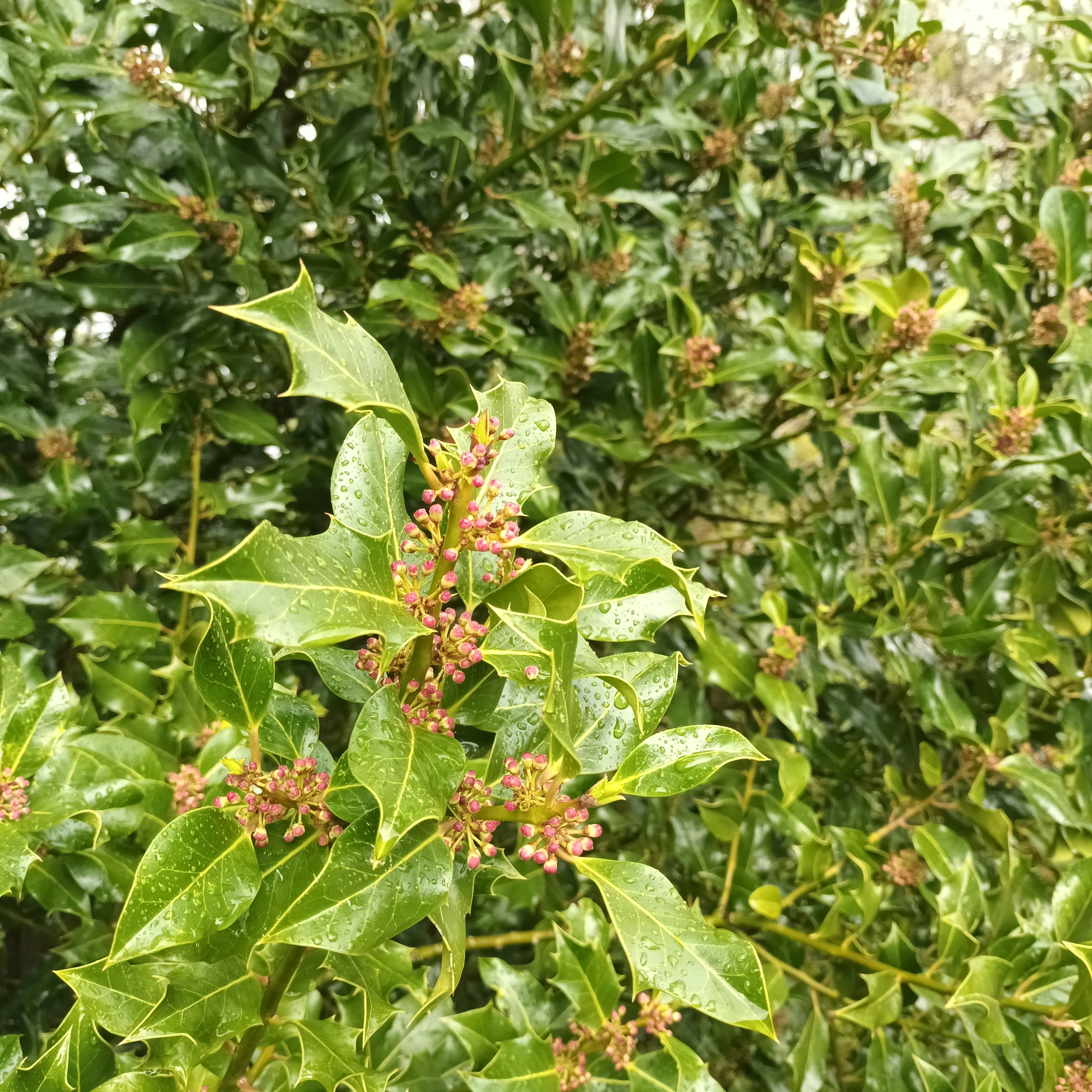 Holly in spring | a close up of a tree with lots of leaves
