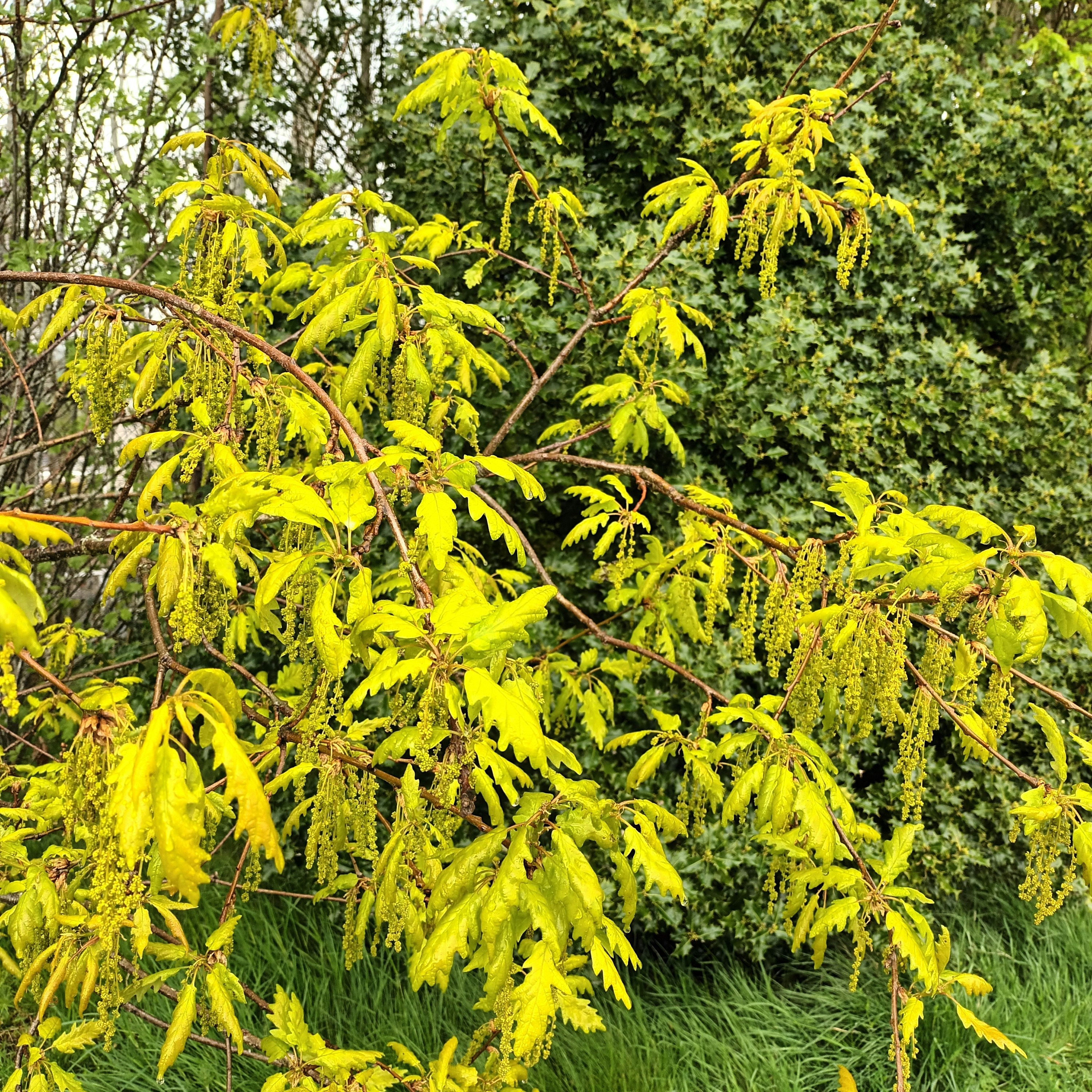 Sunlit yellow-leaved shrub with cascading clusters dominates a green garden backdrop. A natural photograph that emphasizes the texture and vibrant color of the foliage.