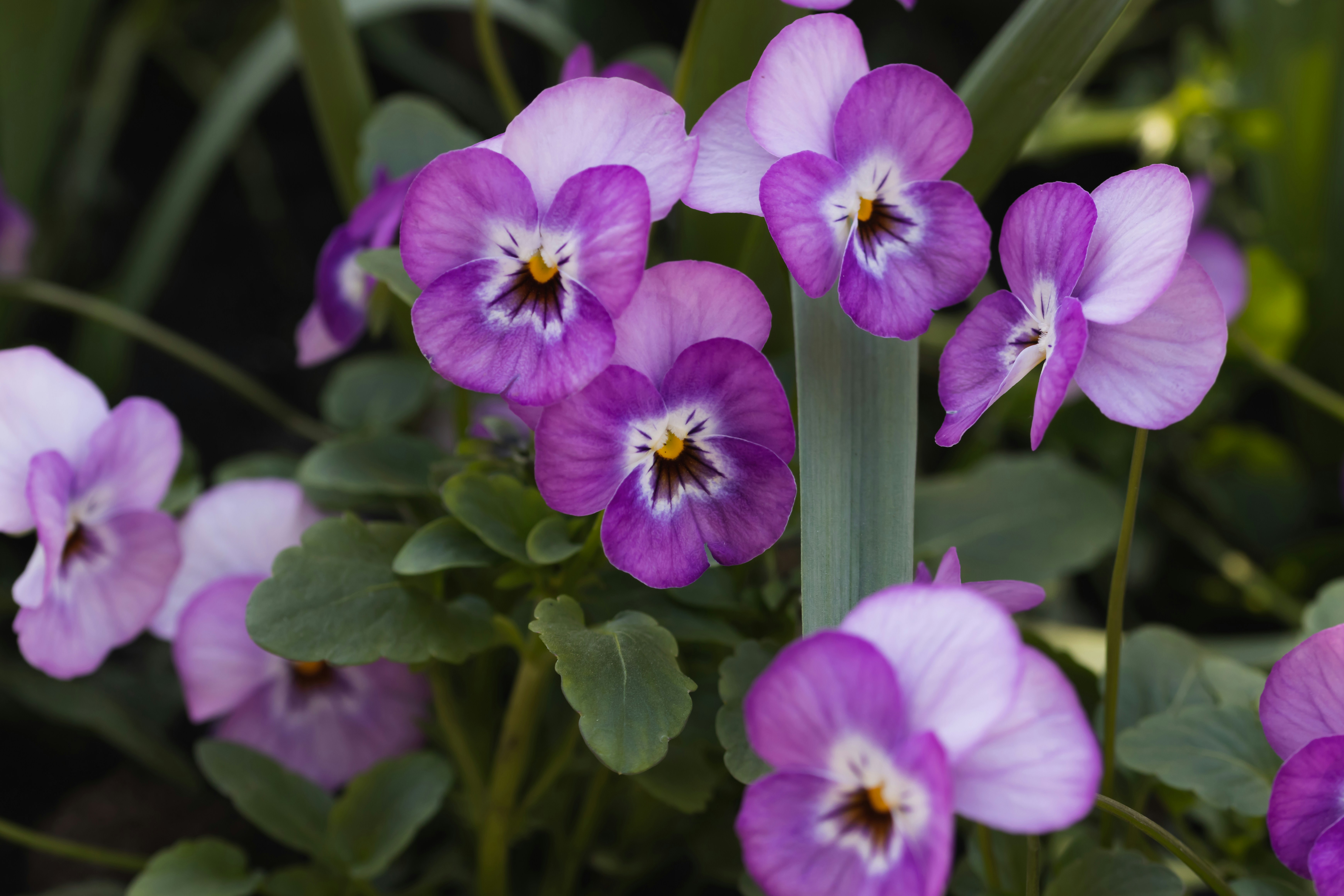 Pansy Flower Pictures | Download Free Images on Unsplash