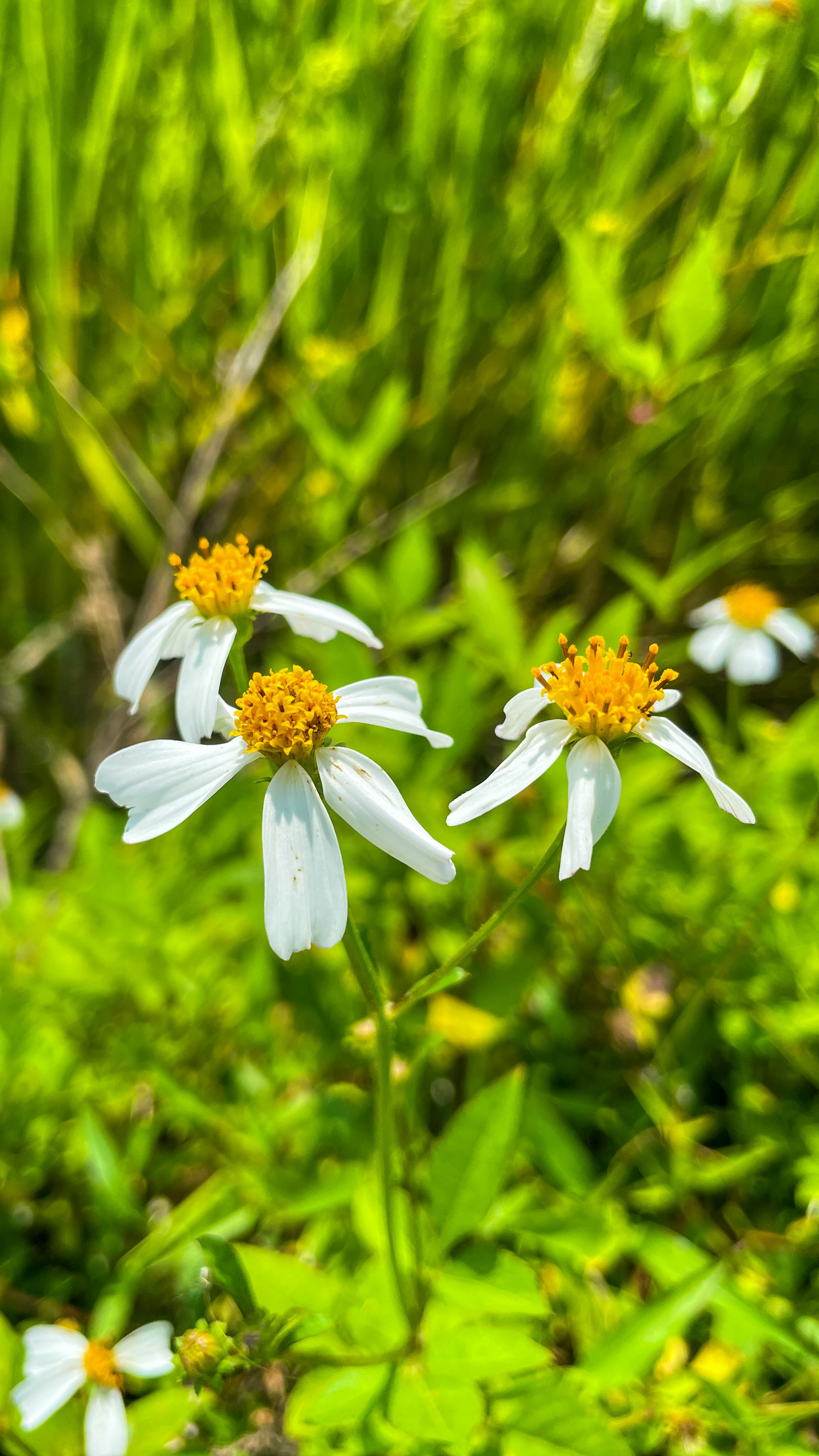 Sunlit Daisies in Focus: a Delicate Macro Moment