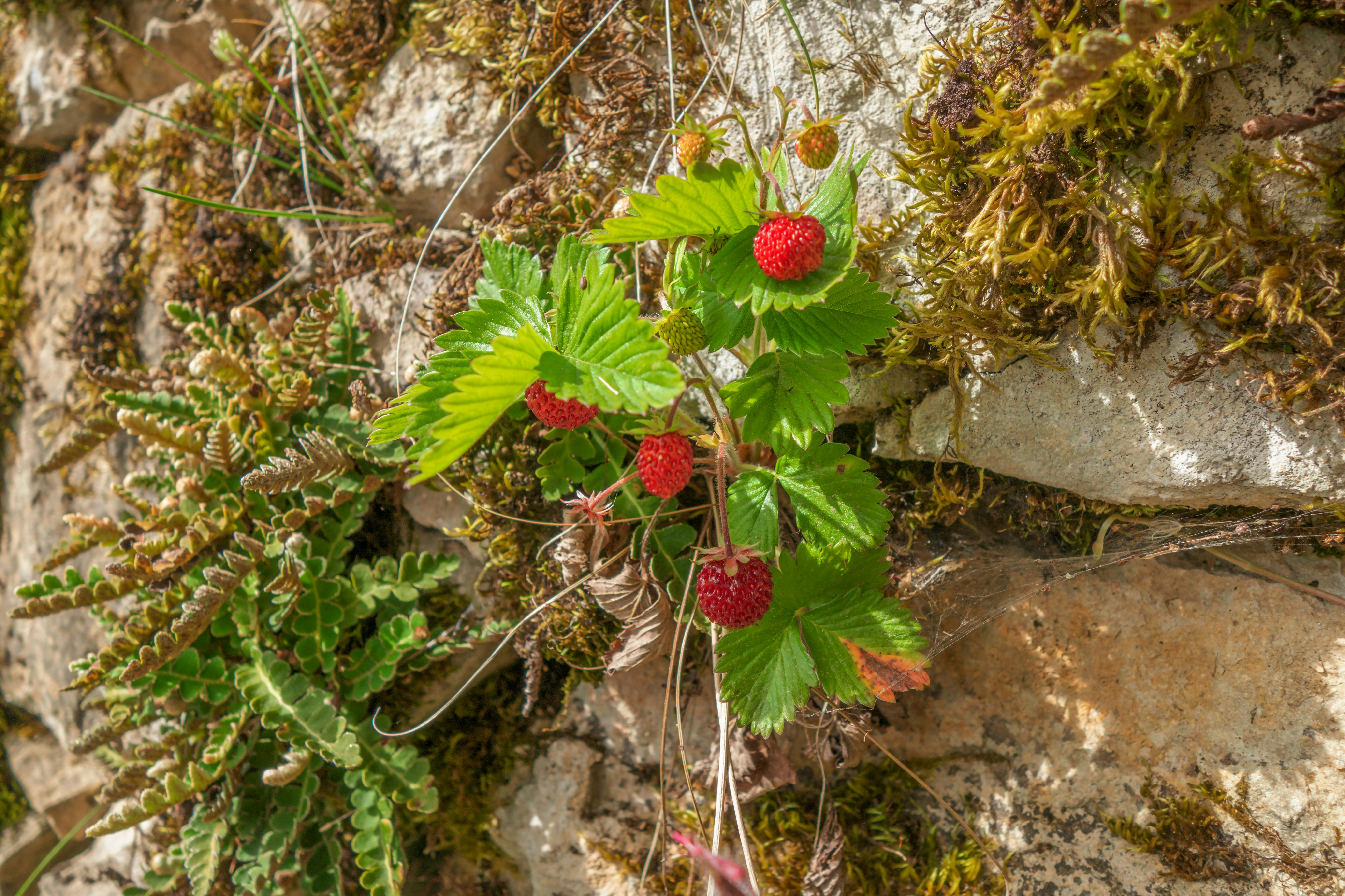 Raspberry-greenature: Wild Strawberry Camouflaged Among Moss and Rock