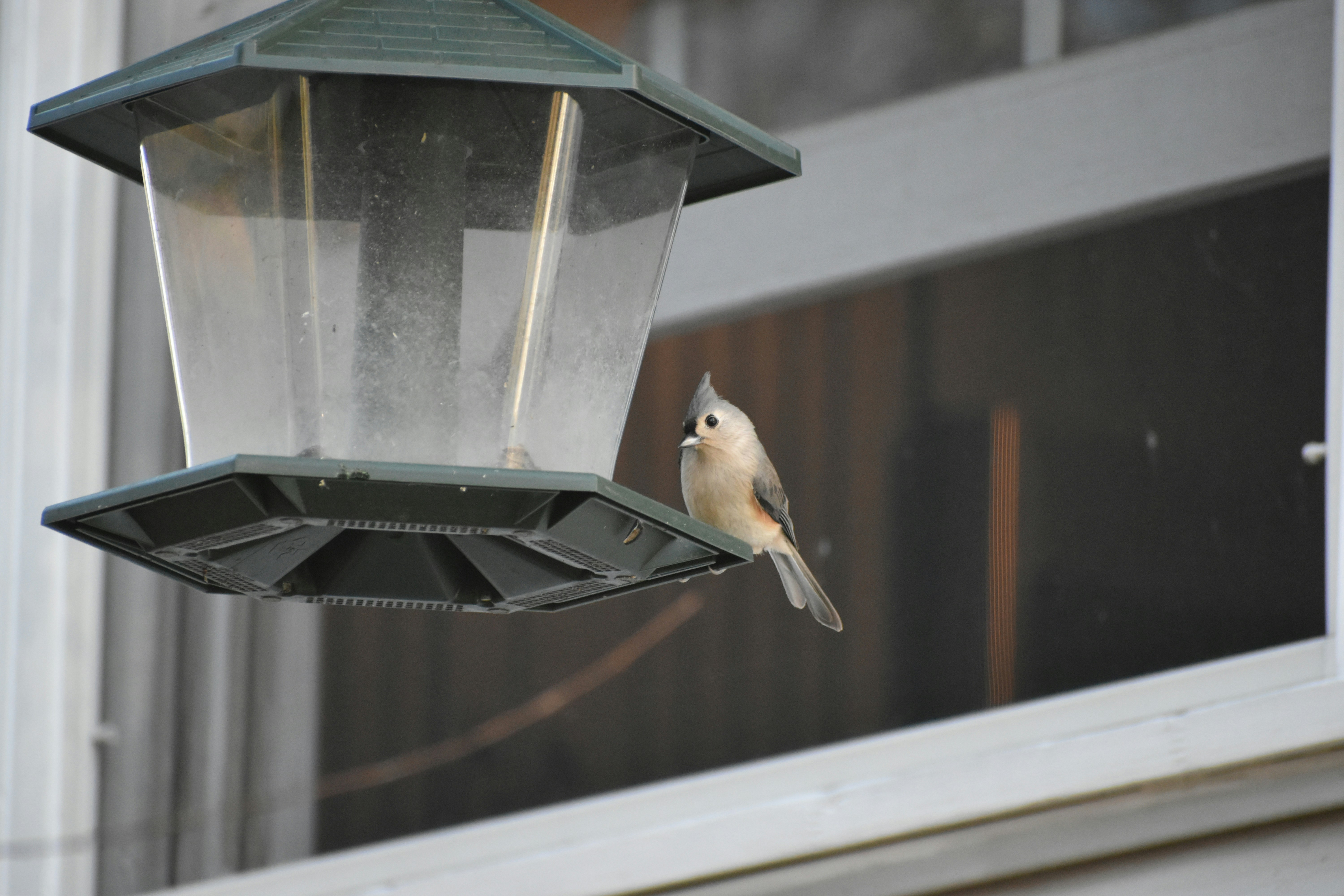 A Feathered Visitor at the Feeder