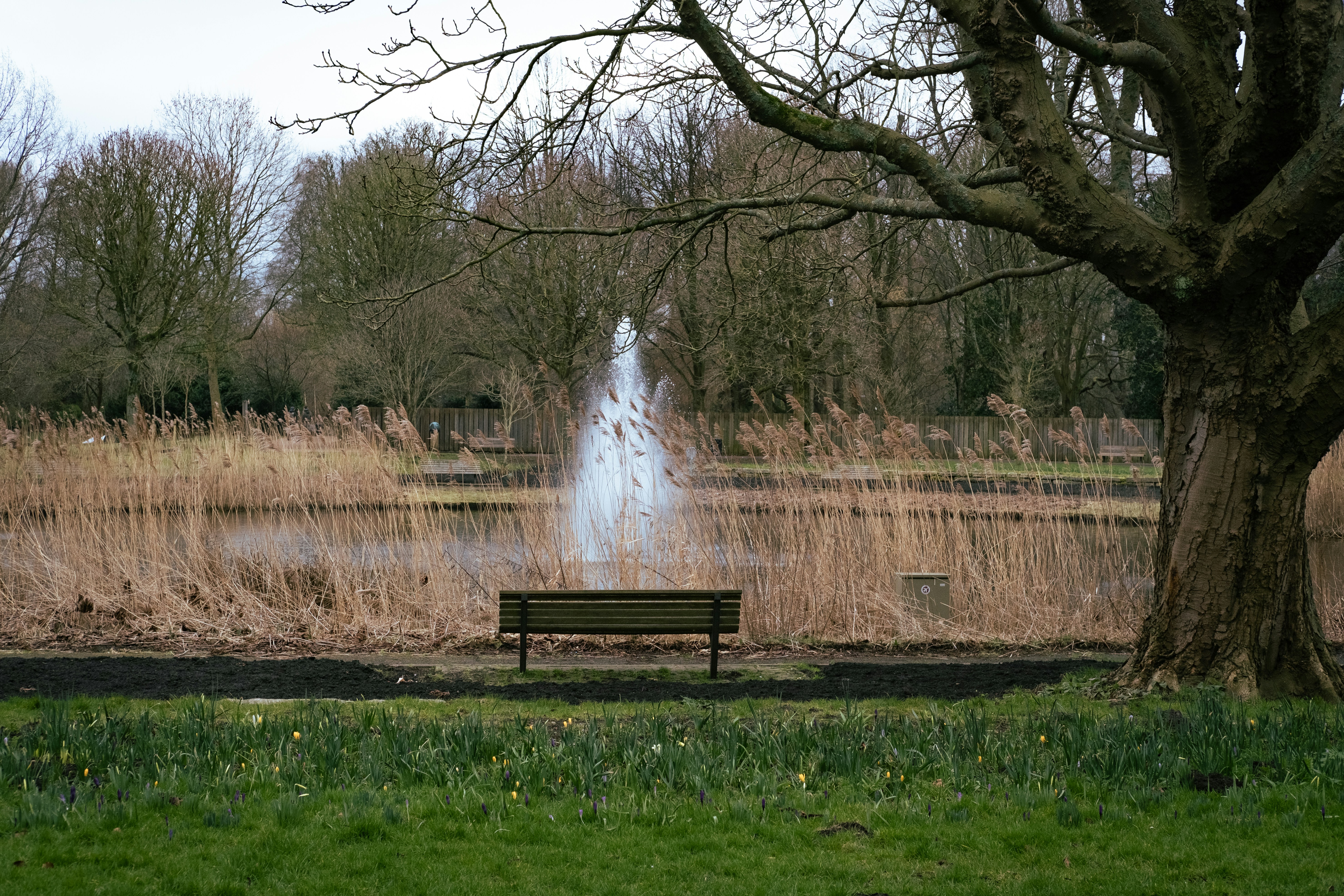 Centerpiece Fountain Reaching Skyward in a Quiet Park