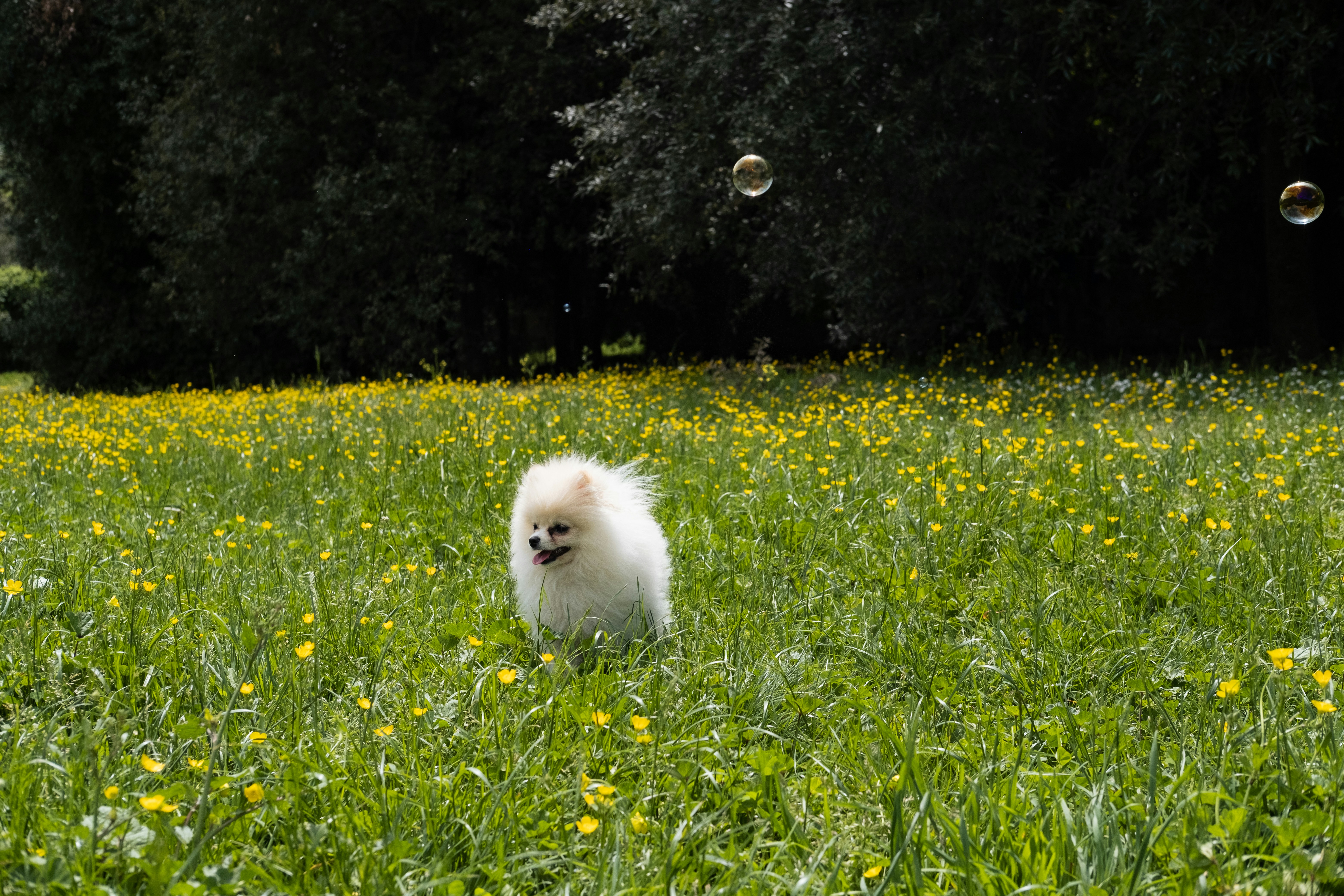 Bubble-Chasing Pomeranian in a Sunlit Buttercup Meadow