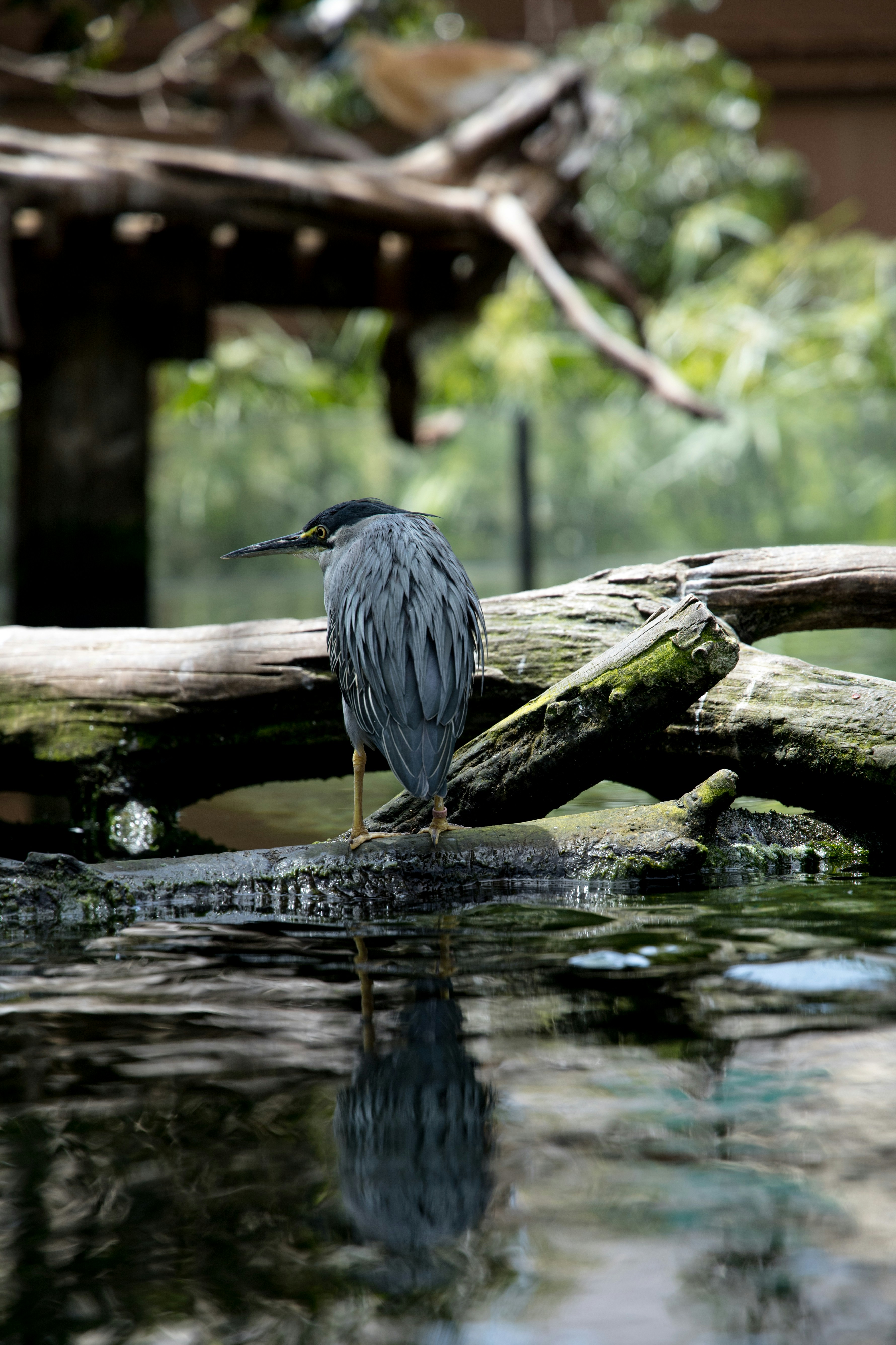 Grey Heron Resting on Weathered Driftwood by a Quiet Pond