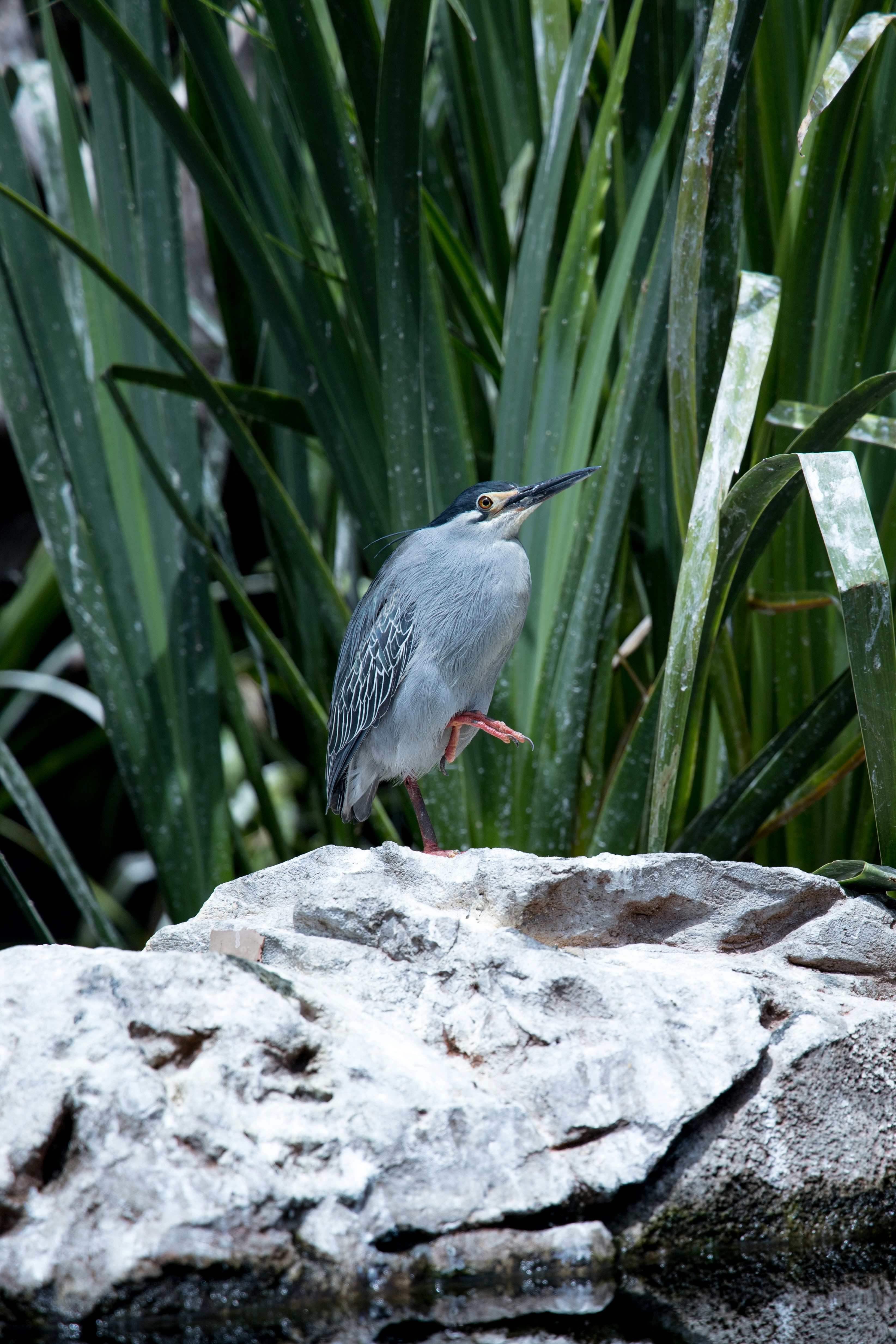Stone Sentinel: Grey Heron on a Rock Amid Tall Wetland Foliage