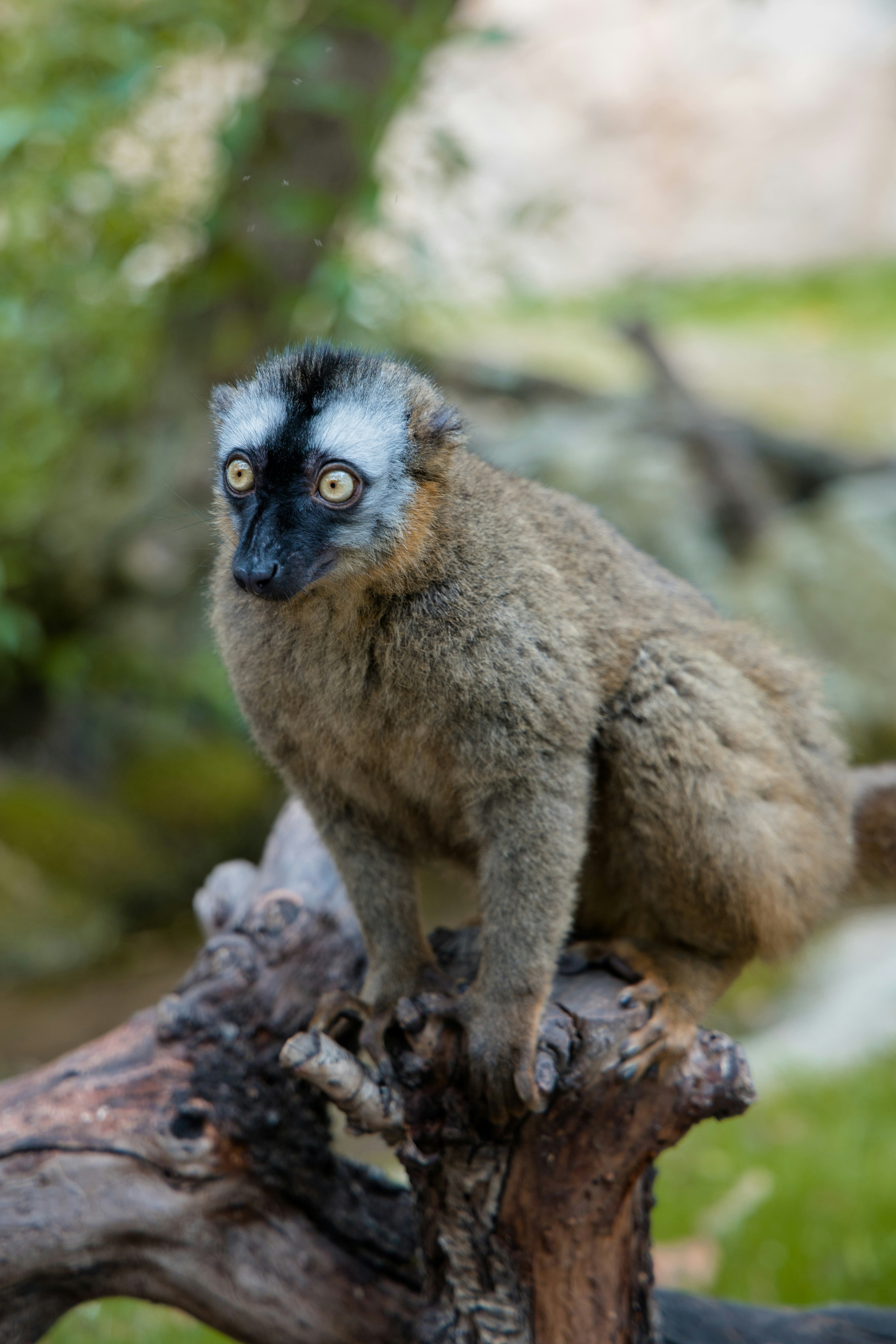 a small monkey sitting on top of a tree branch