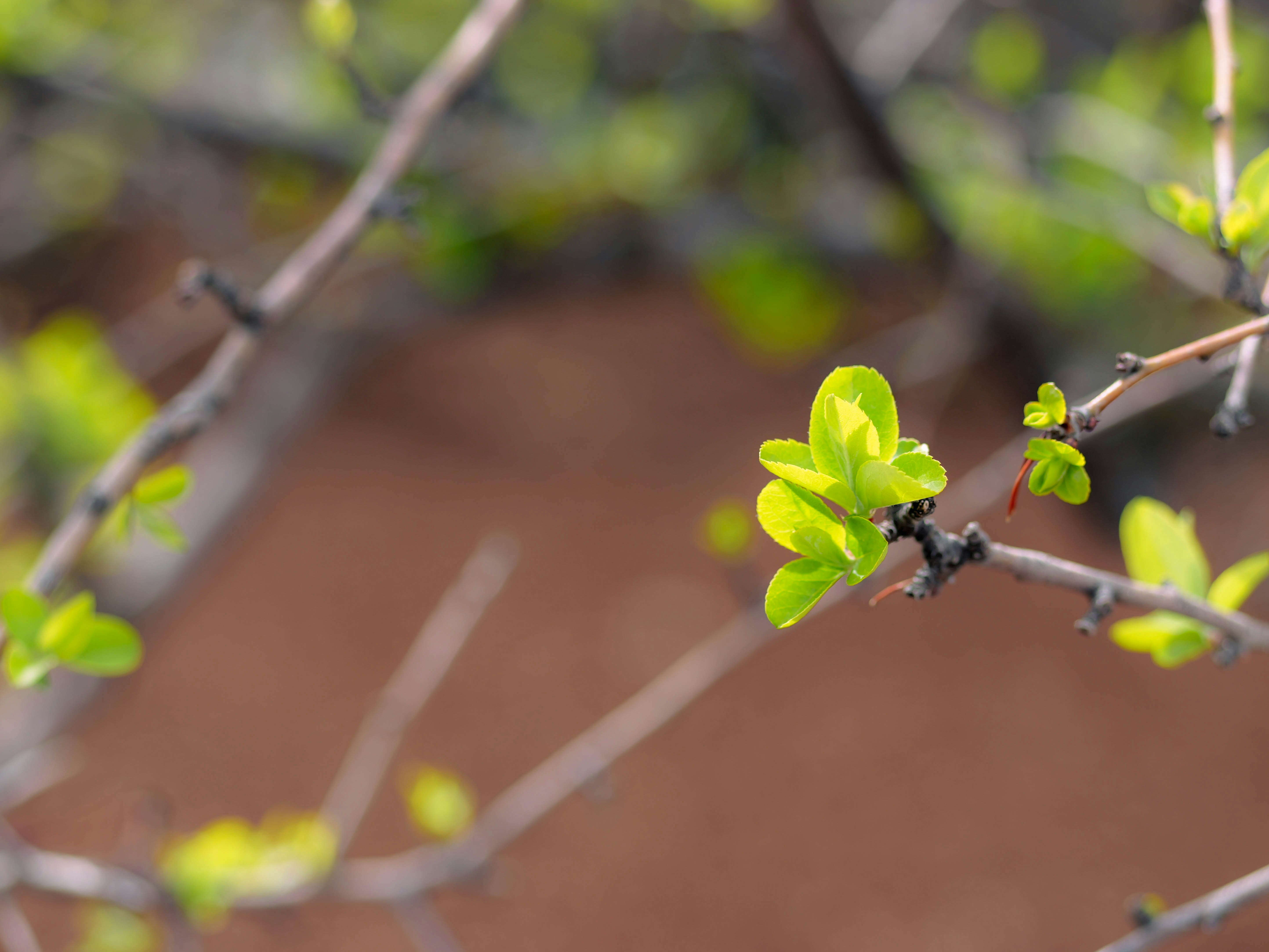Close-up photograph of bright green buds along a thin branch with a softly blurred background, highlighting early spring growth.