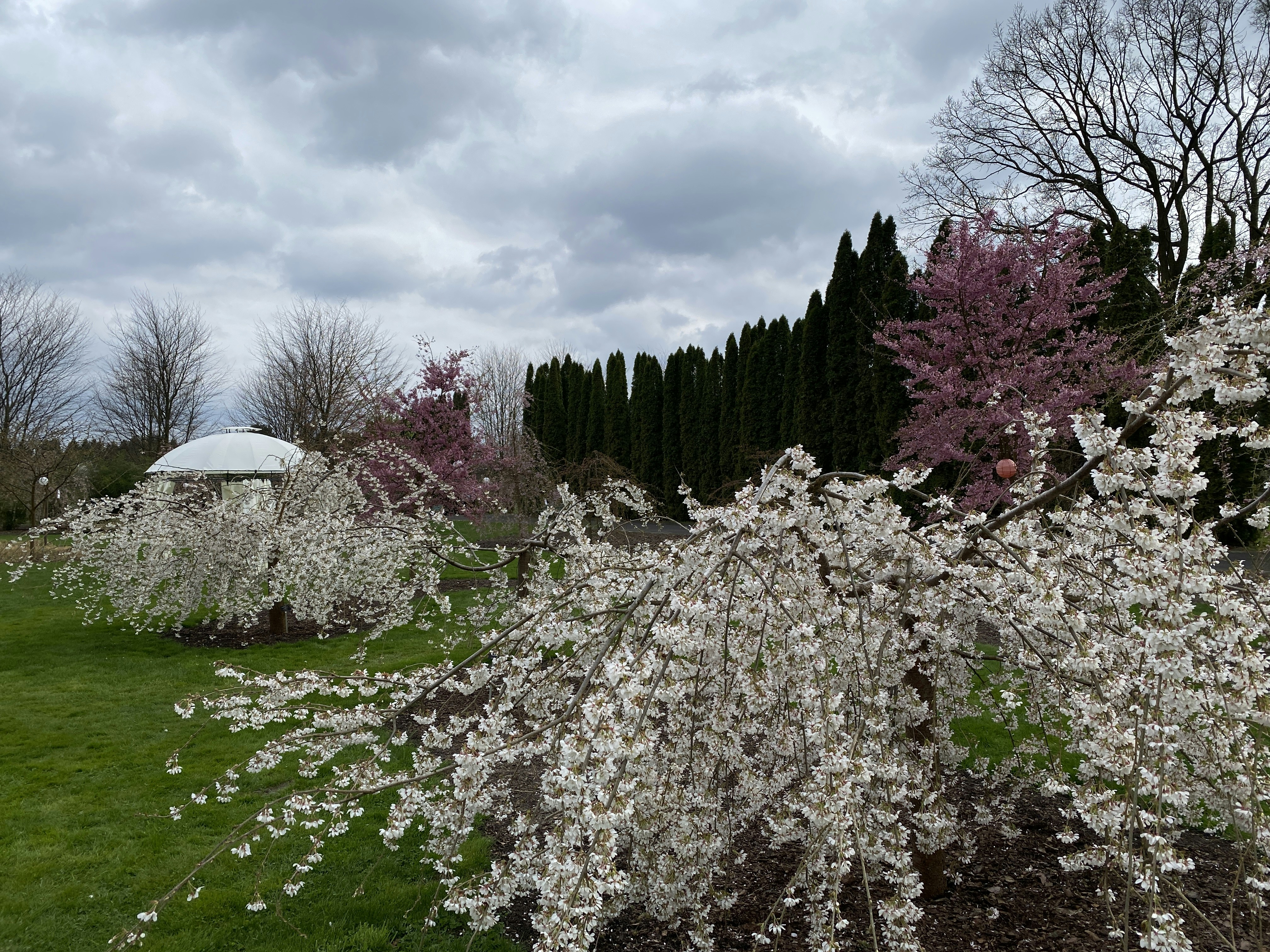 Blossoms in Bloom: A Quiet Garden of White and Pink
