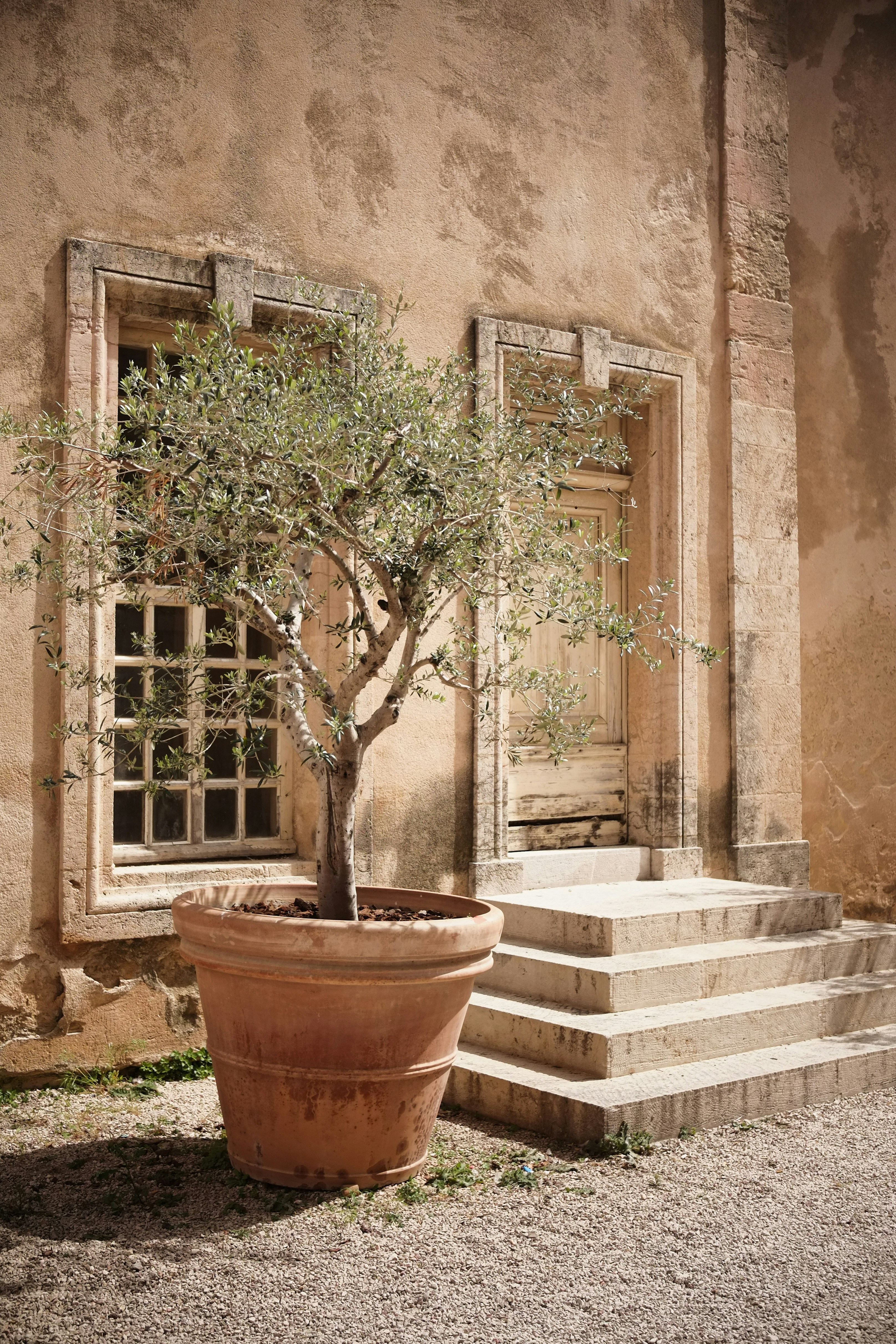 Big olive tree in a pot near antique building