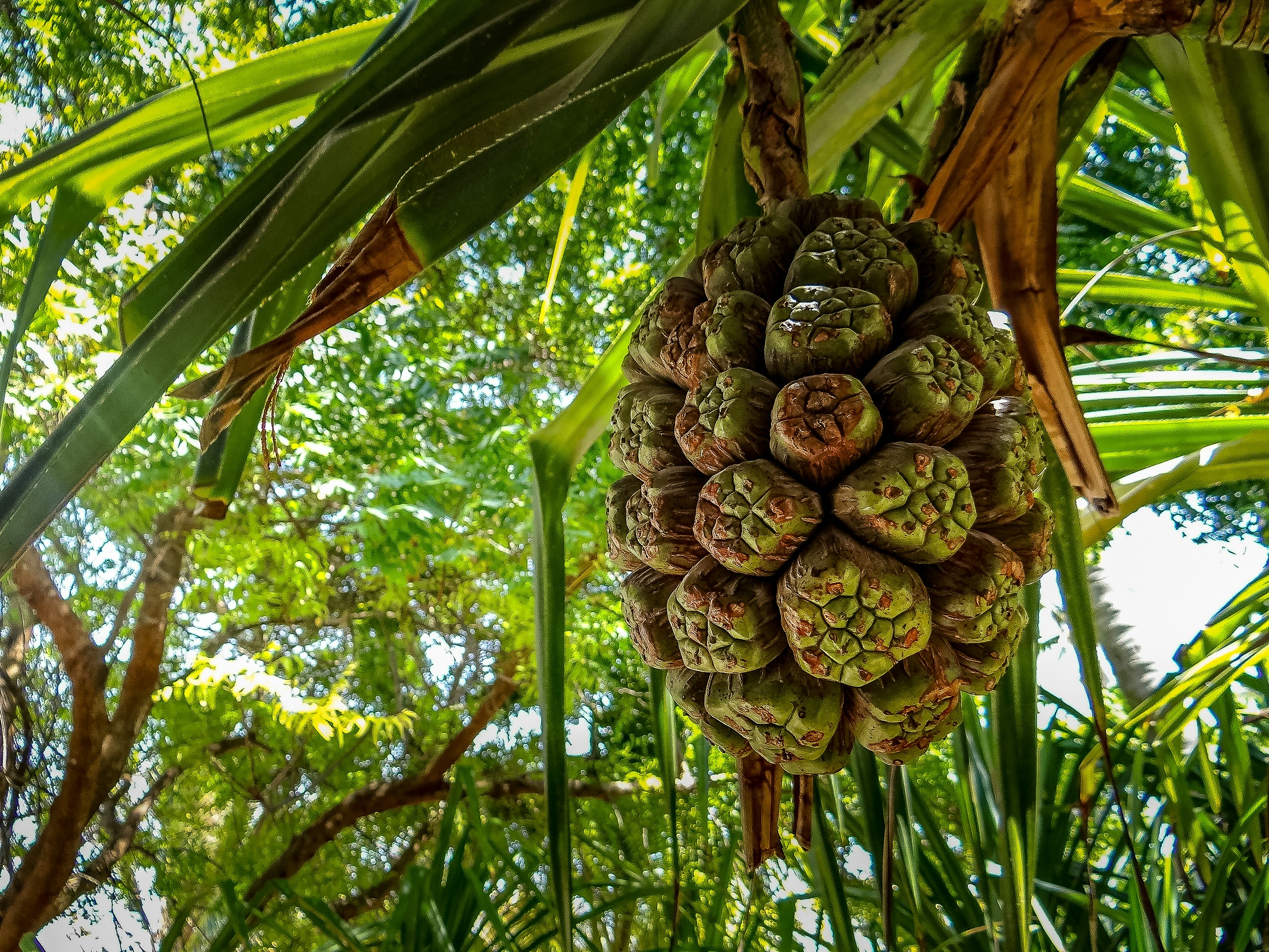 Photograph of a dense palm-fruit cluster hanging from a frond amid bright green tropical leaves, illuminated by sunlight.