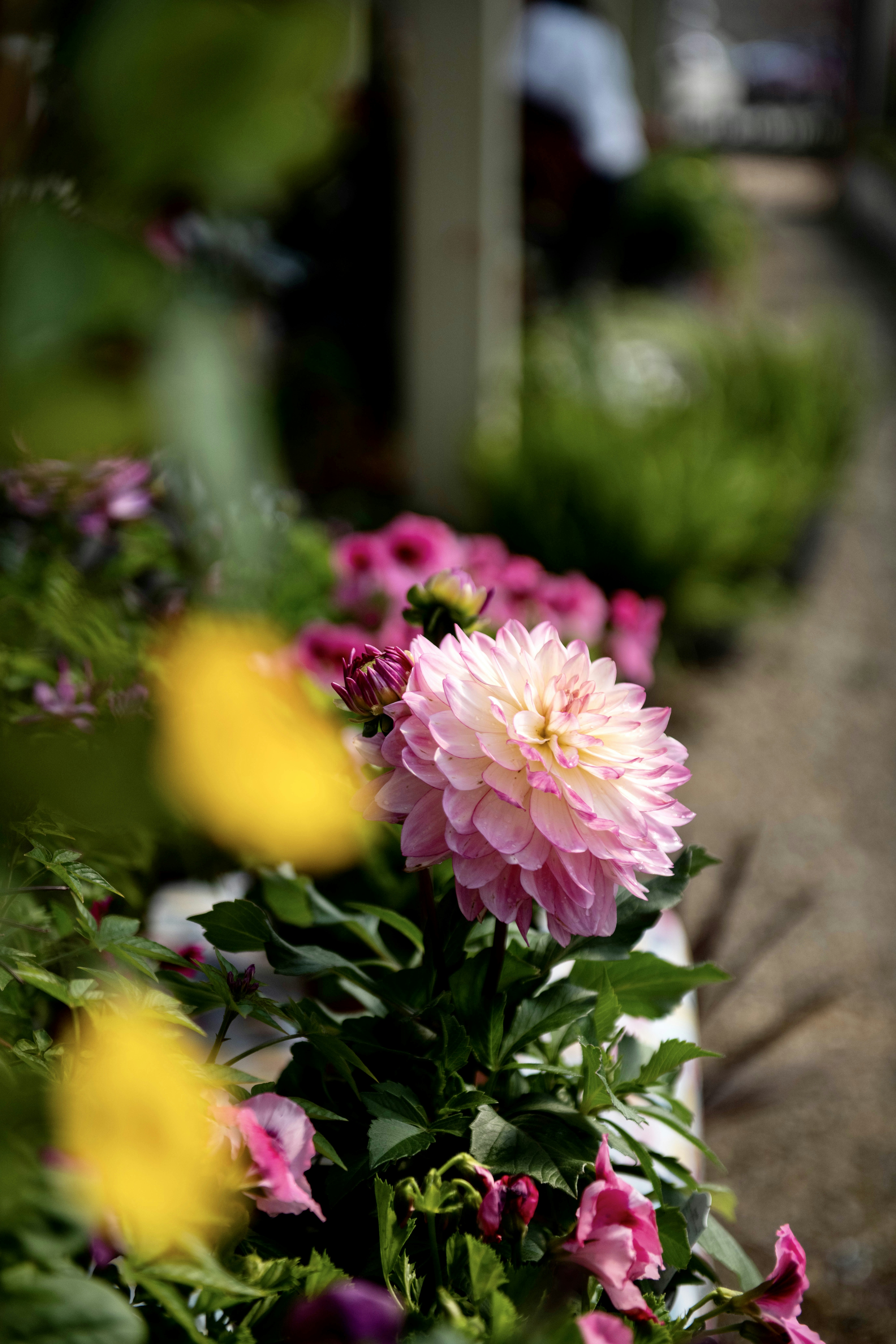 Soft Pink Dahlia in a Garden Row