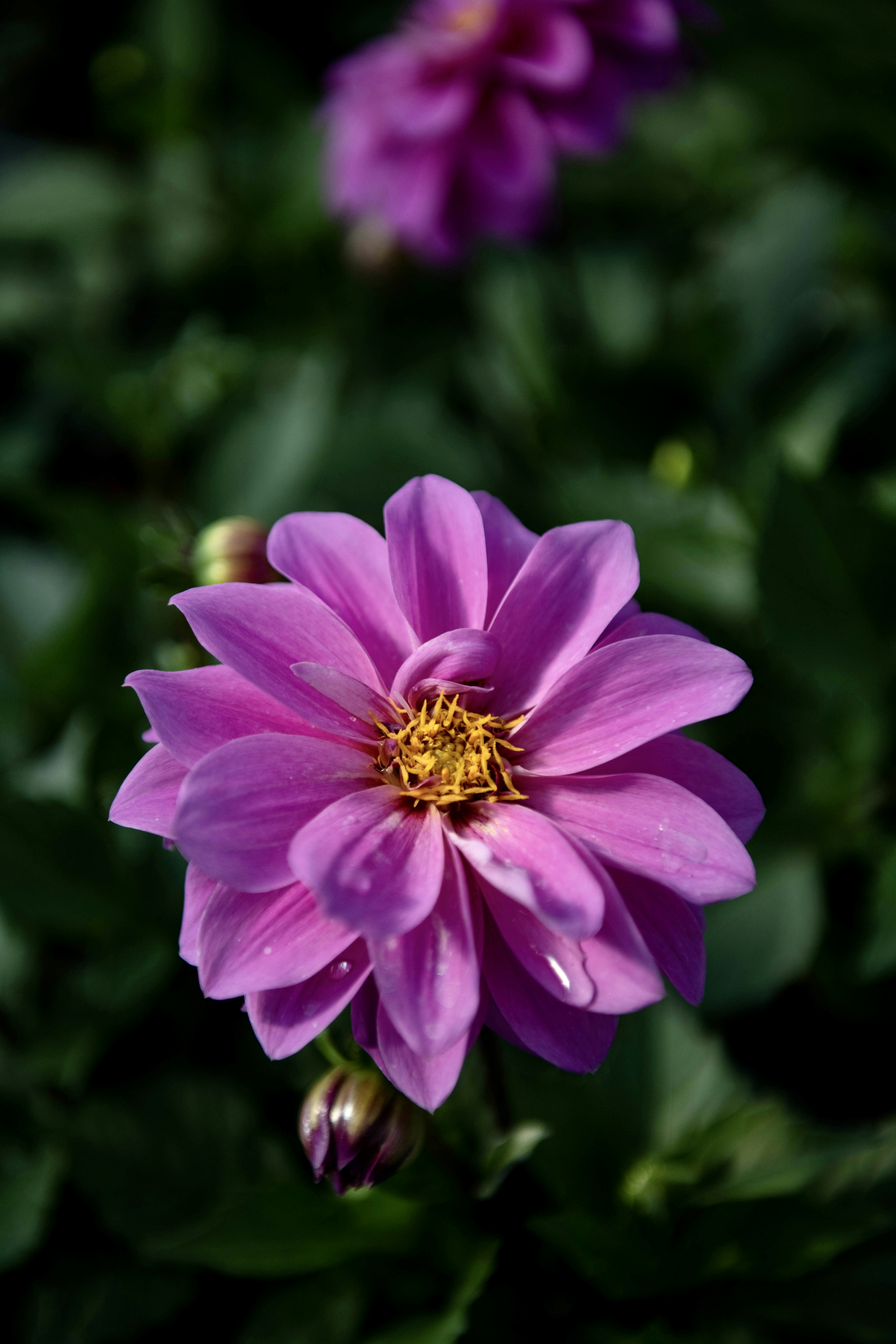a close up of a purple flower with green leaves