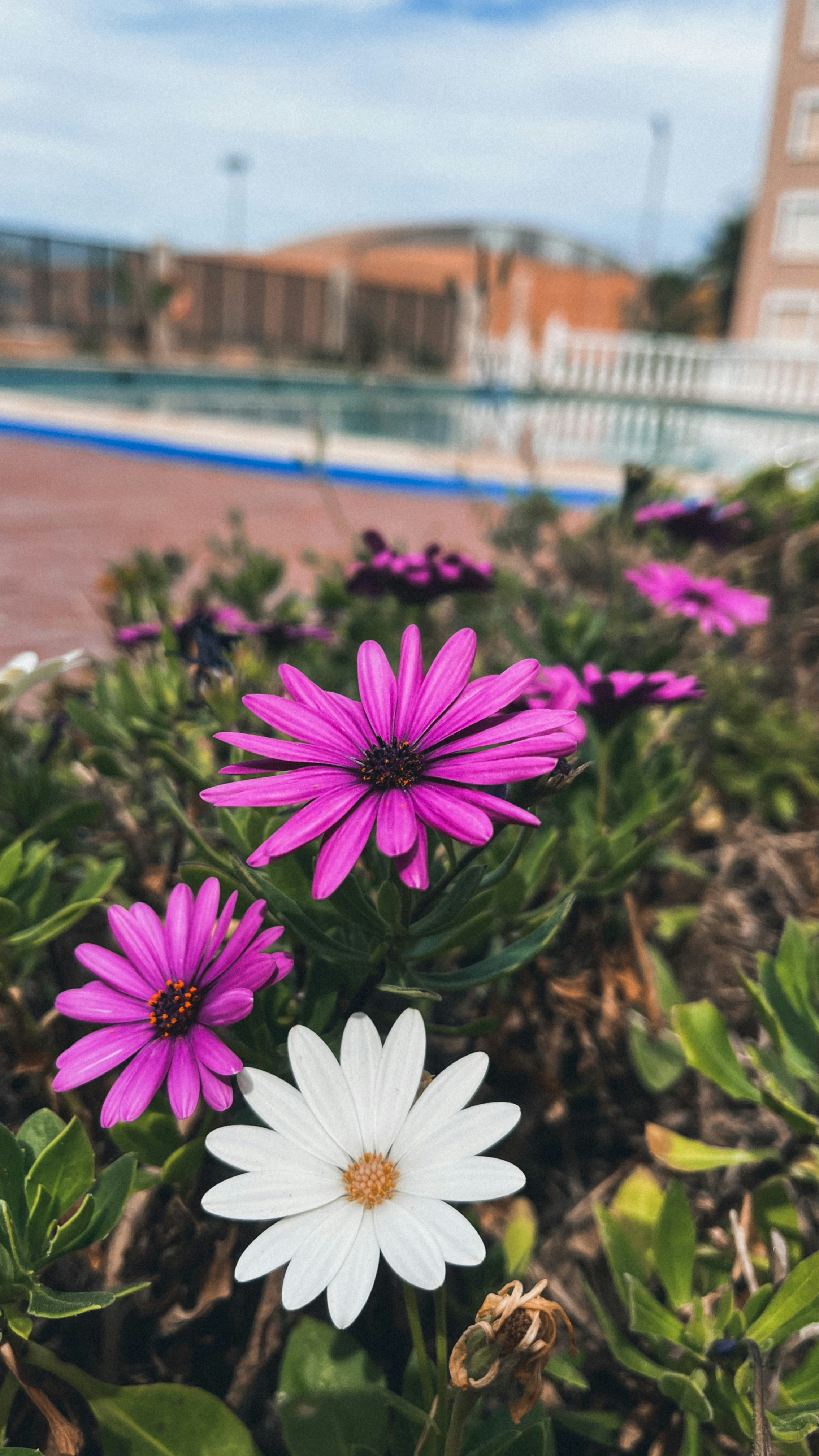 Violet Daisies by the Pool: a Close-Up in a Sunlit Courtyard