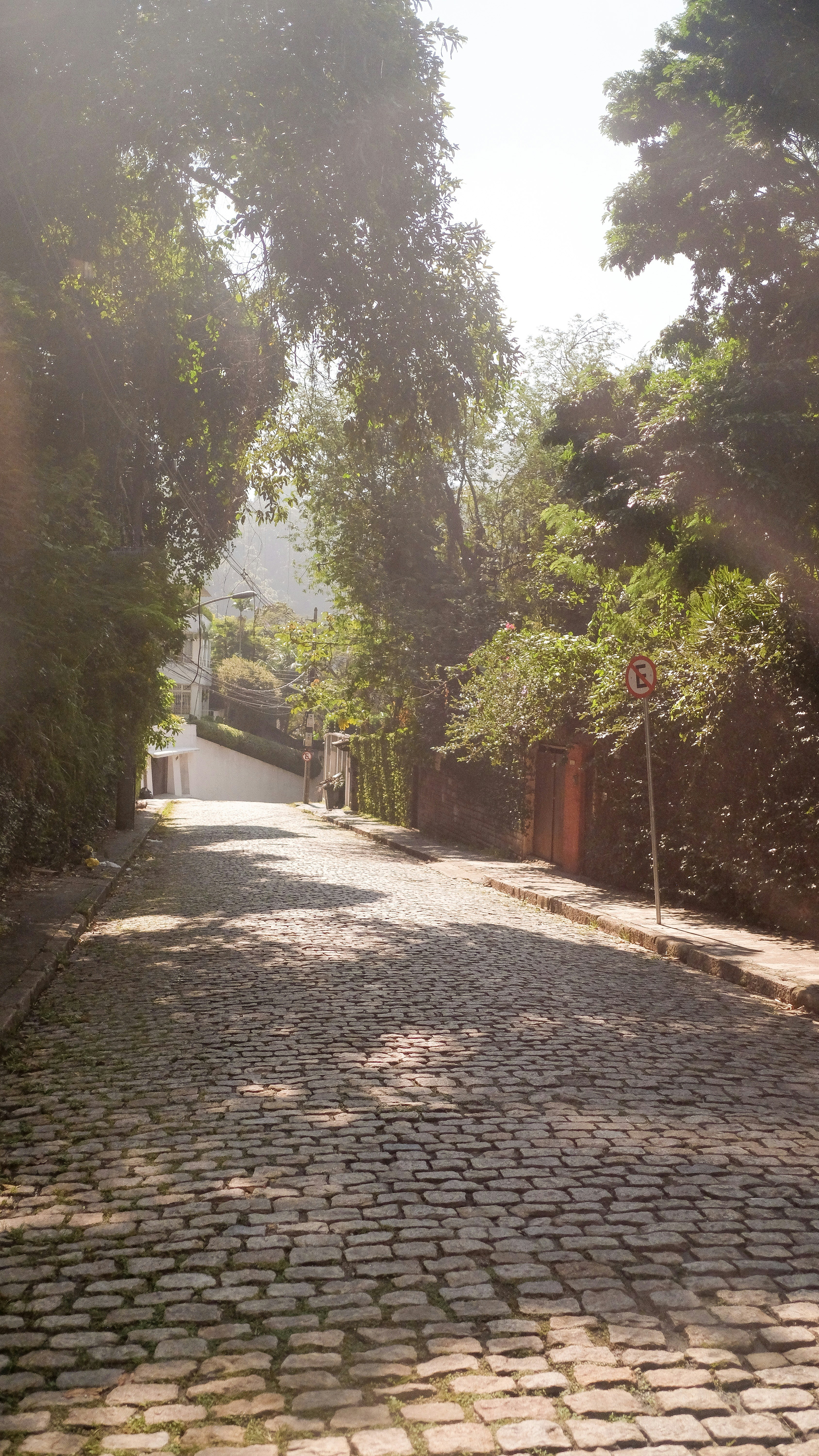 tree-lined street | a cobblestone street with trees lining the sides