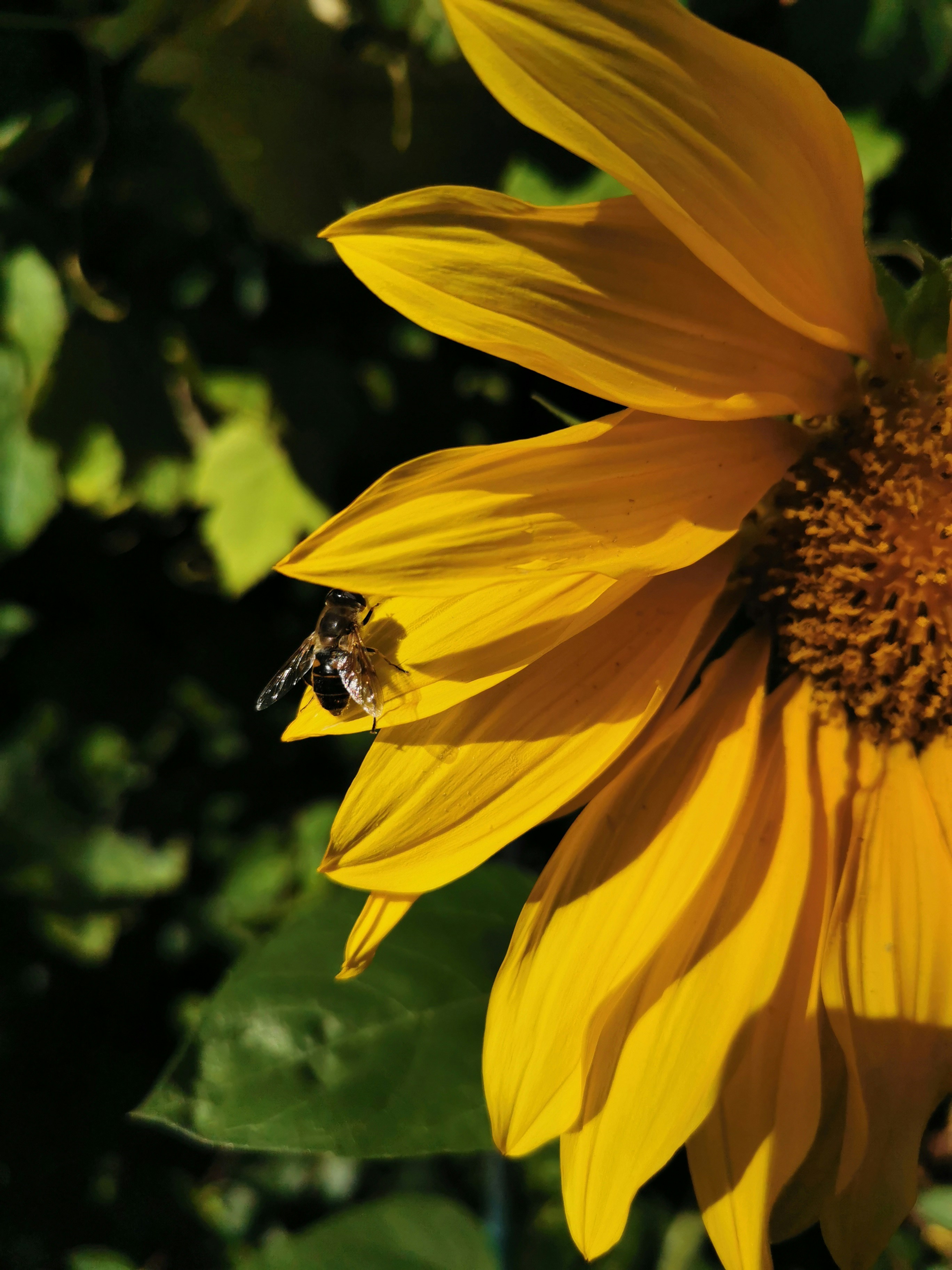 Honeybee on a Sunflower: A Sunlit Close-Up Portrait