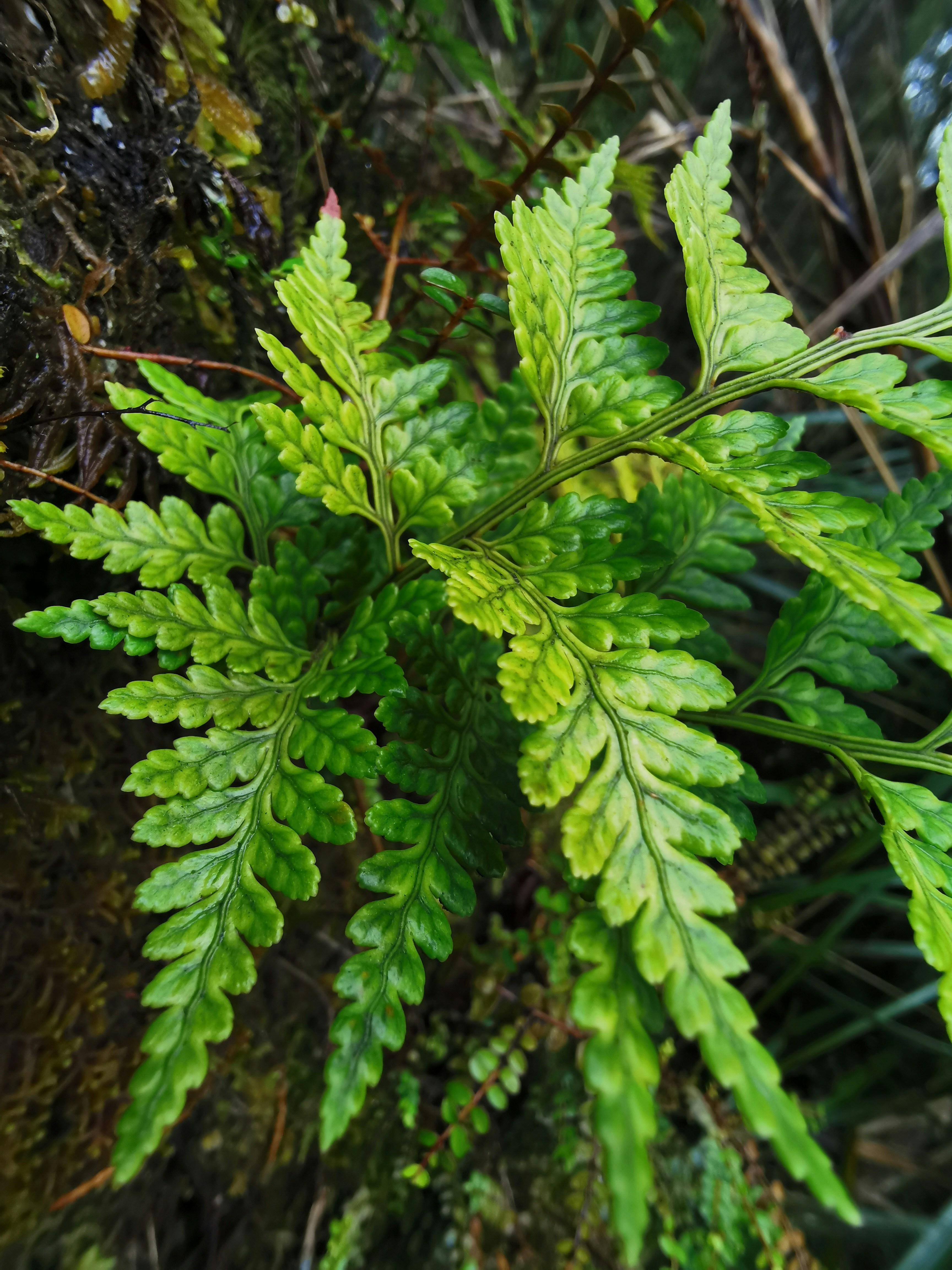 Emerald Fronds: a Macro Portrait of Ferns on Moss