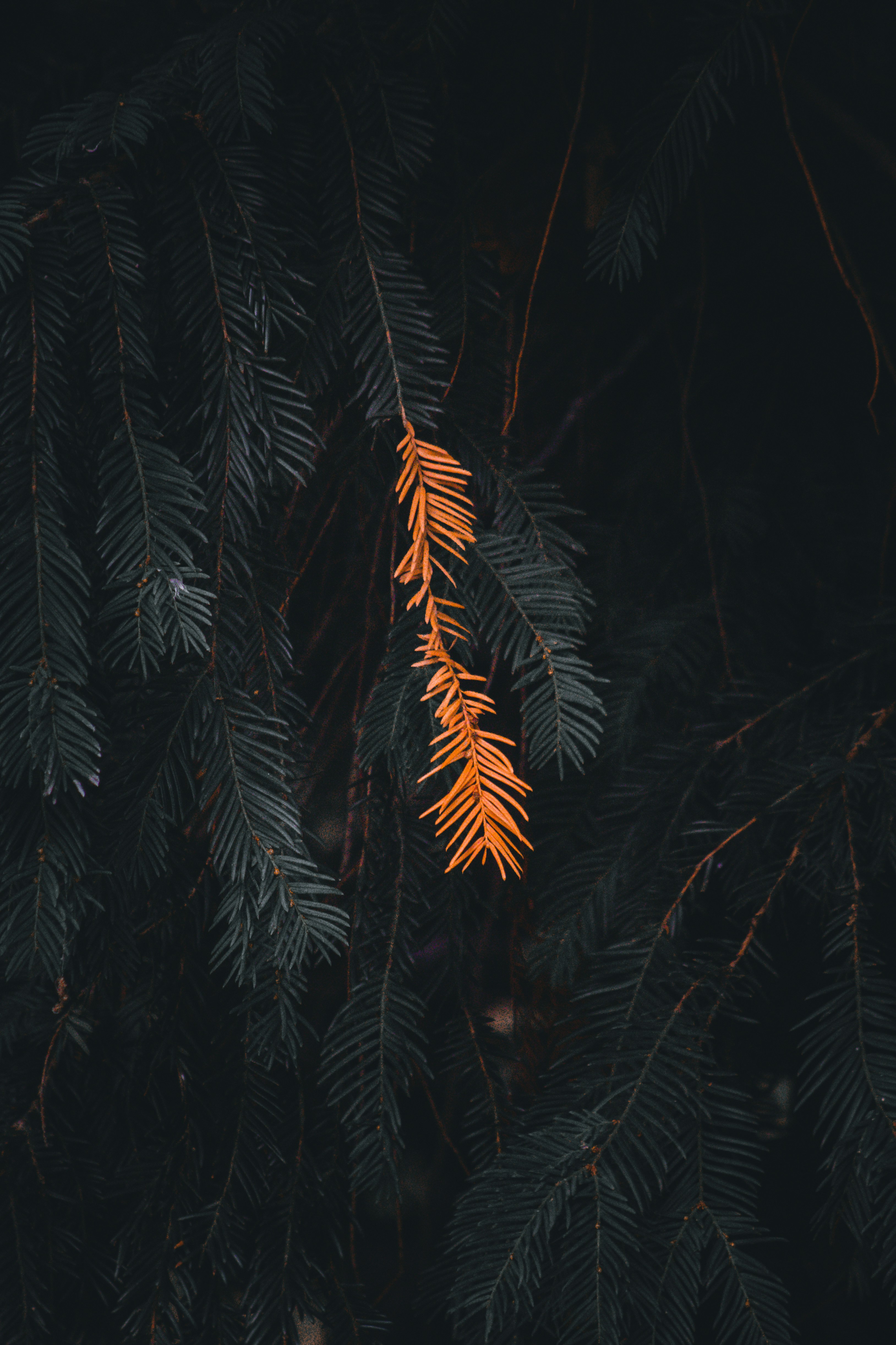 Lone ember in a shadowed pine canopy