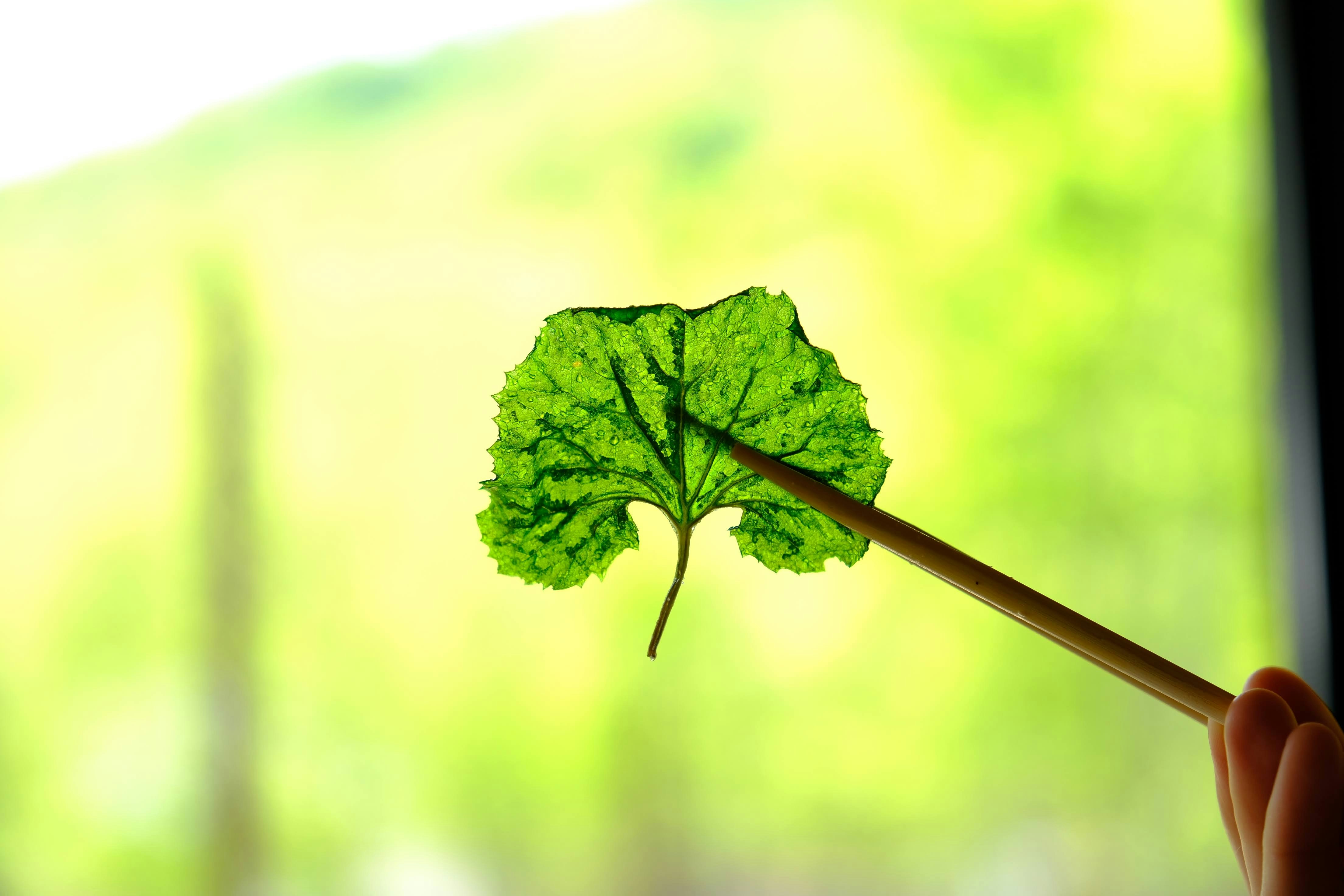 Backlit Verdure: a single leaf pinned to a twig against sunlit glass