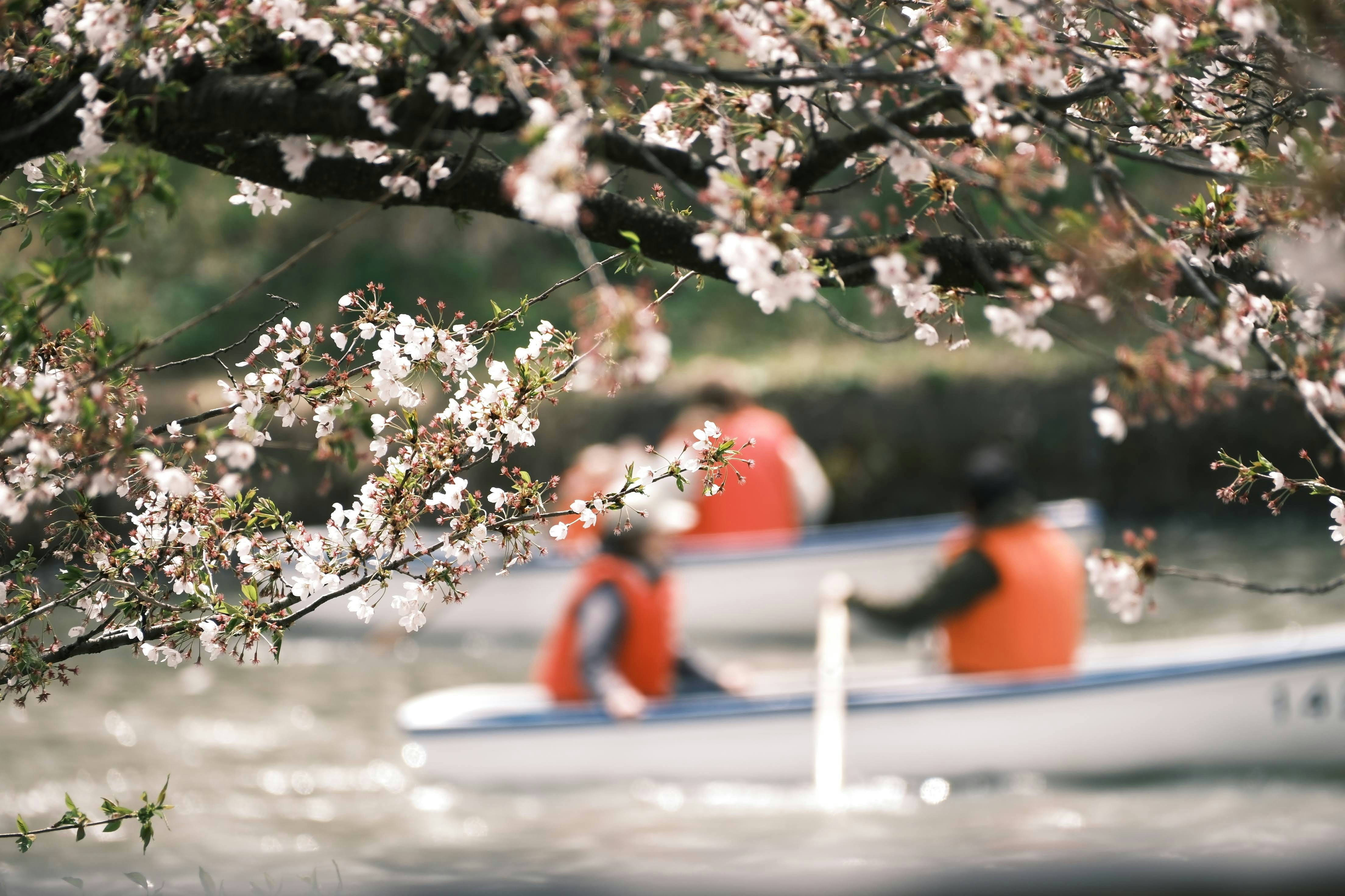 Petals in Frame, Boat in Blur: A Quiet Riverside Moment