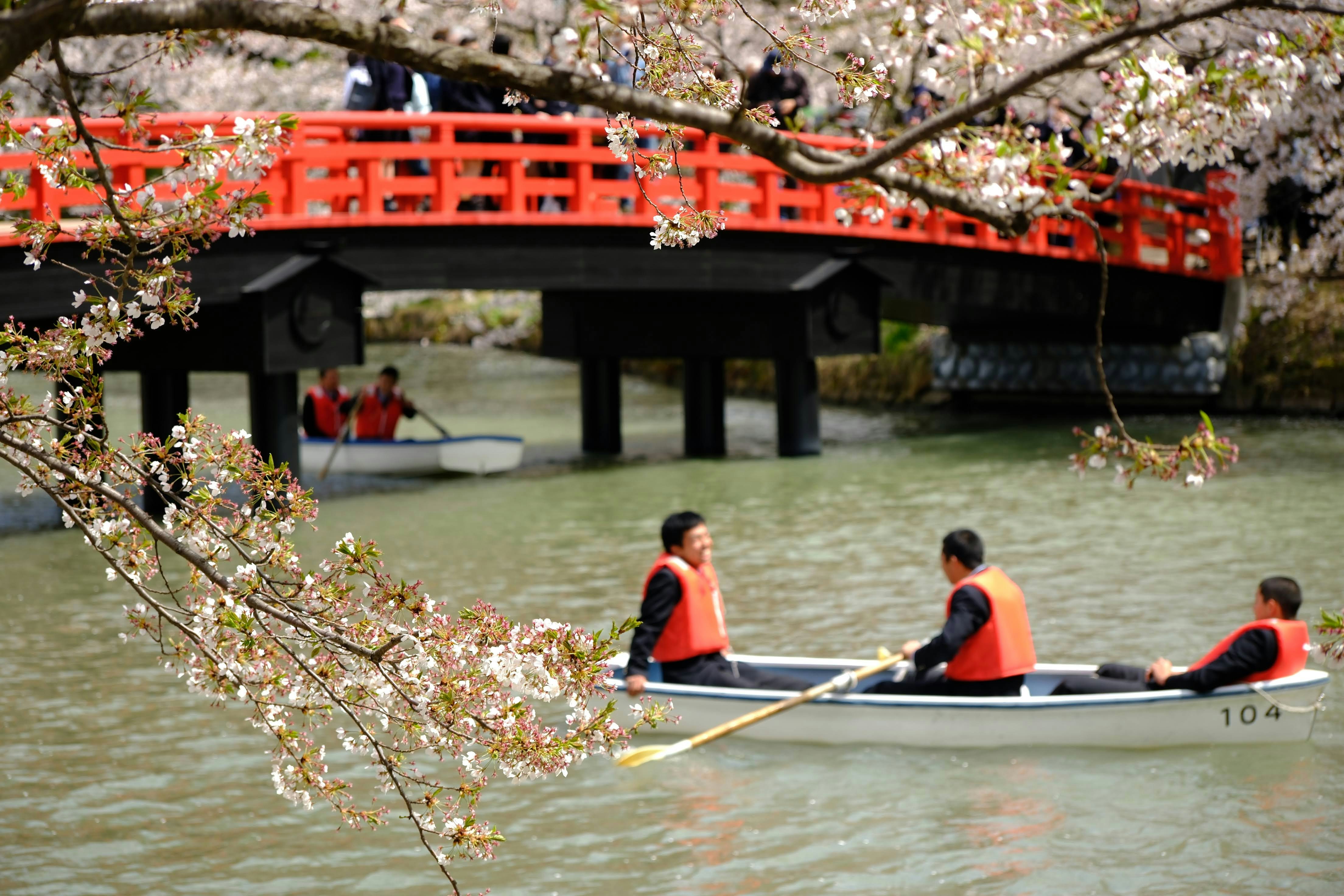 Vermilion Bridge Rowers: A Riverside Moment Framed by Cherry Blossoms