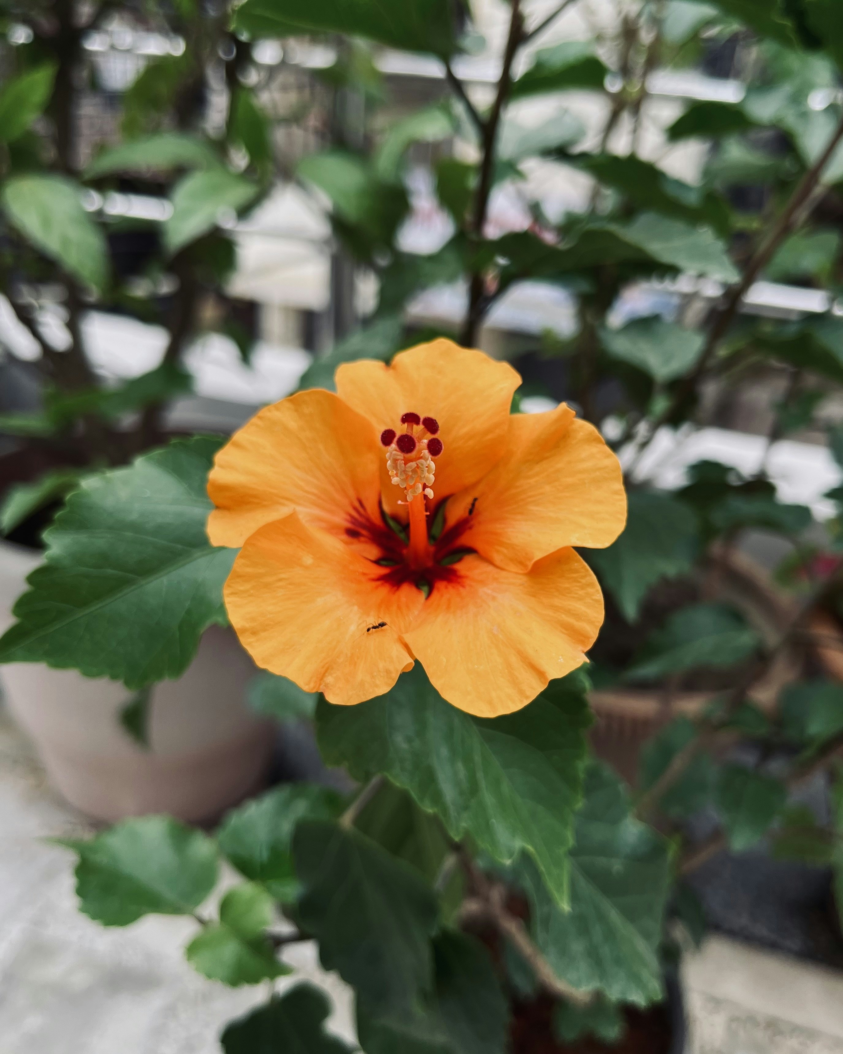 Sunlit Orange Hibiscus Anchors a Quiet Balcony Portrait