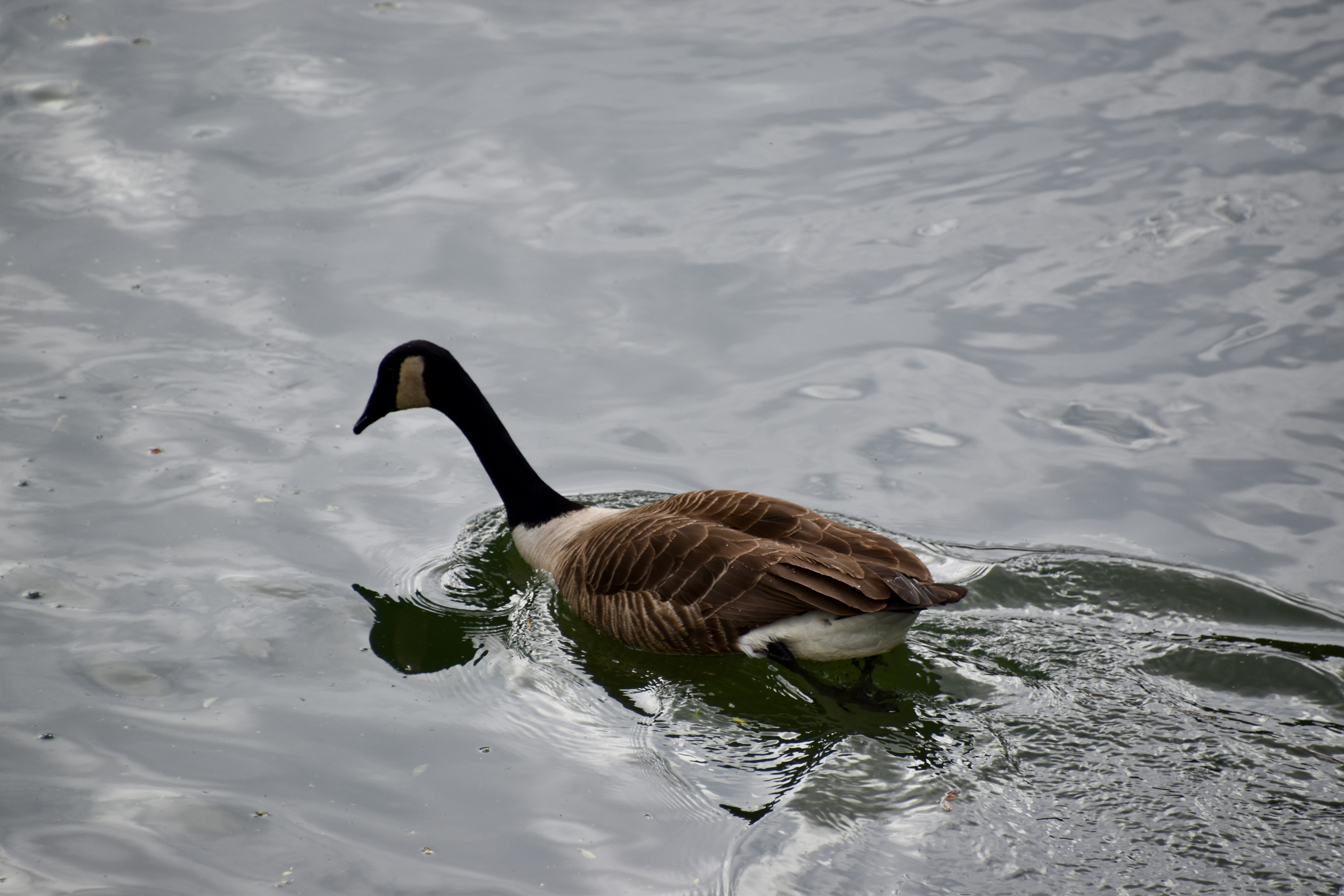 Nothing but a goose going for a swim. Picture taken from quite far away from Folly Bridge in Oxford.