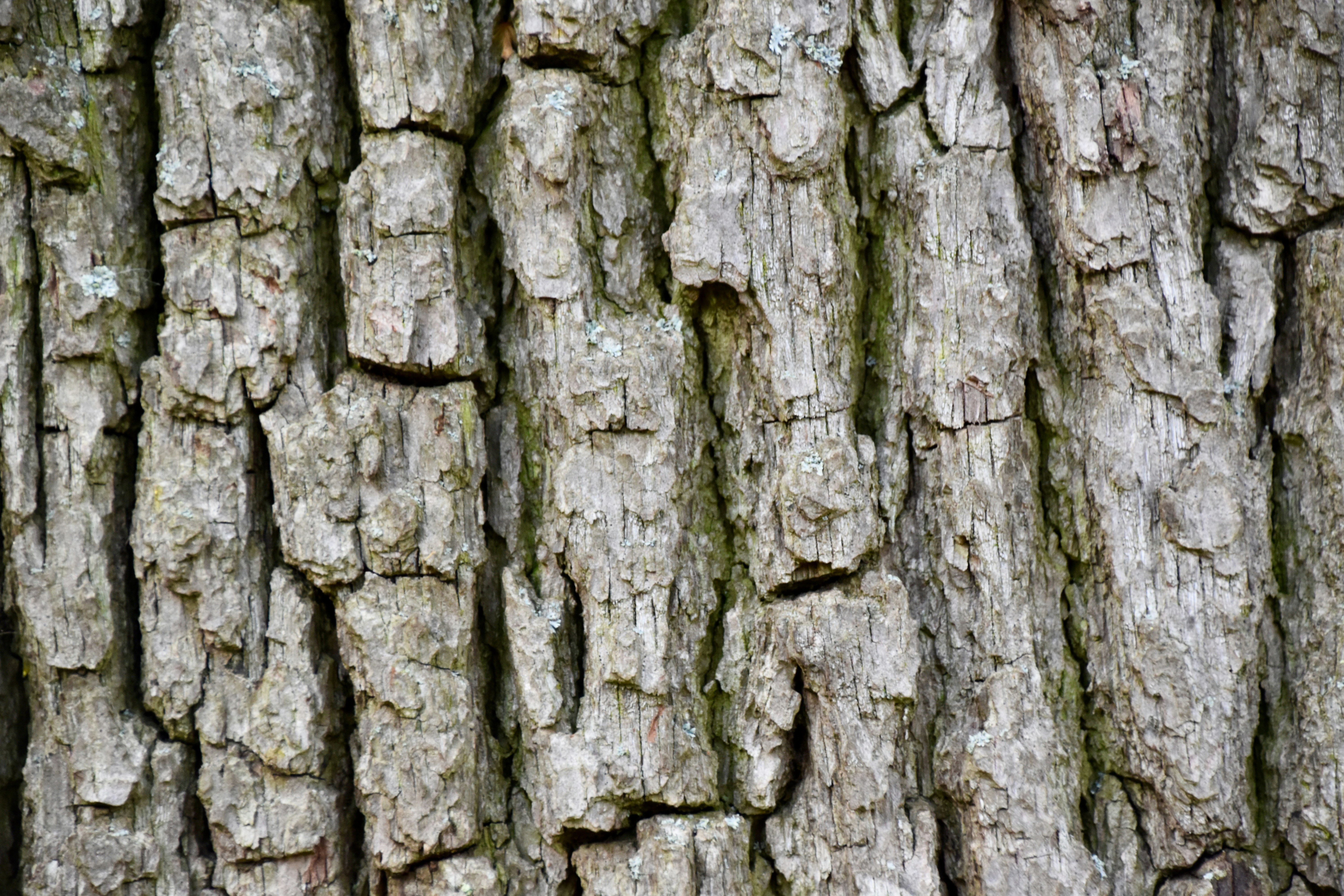 Close-up view of tree bark showcasing intricate patterns and textures.