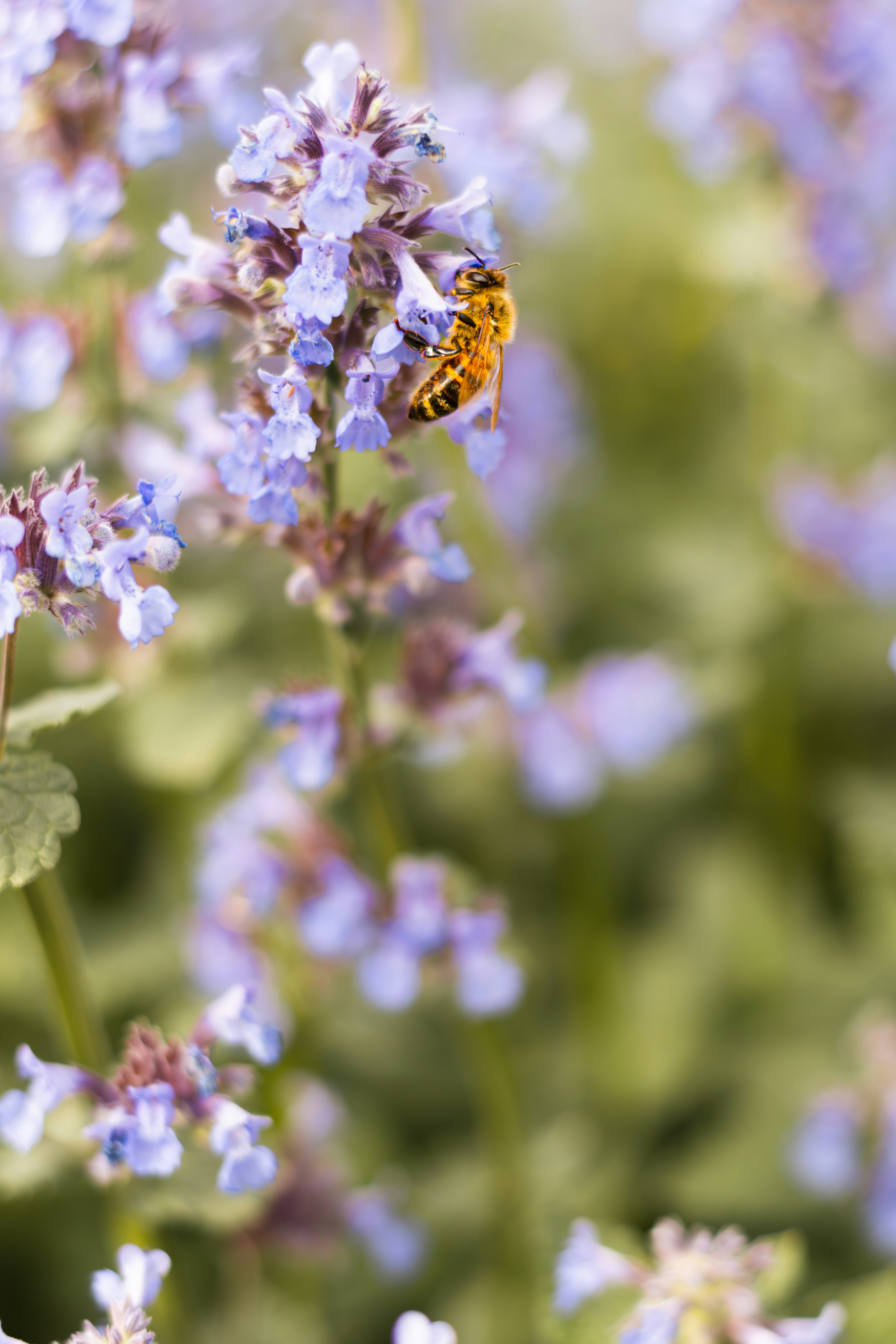 Amber Bee Among Lavender Spires: A Macro Moment in Soft Focus