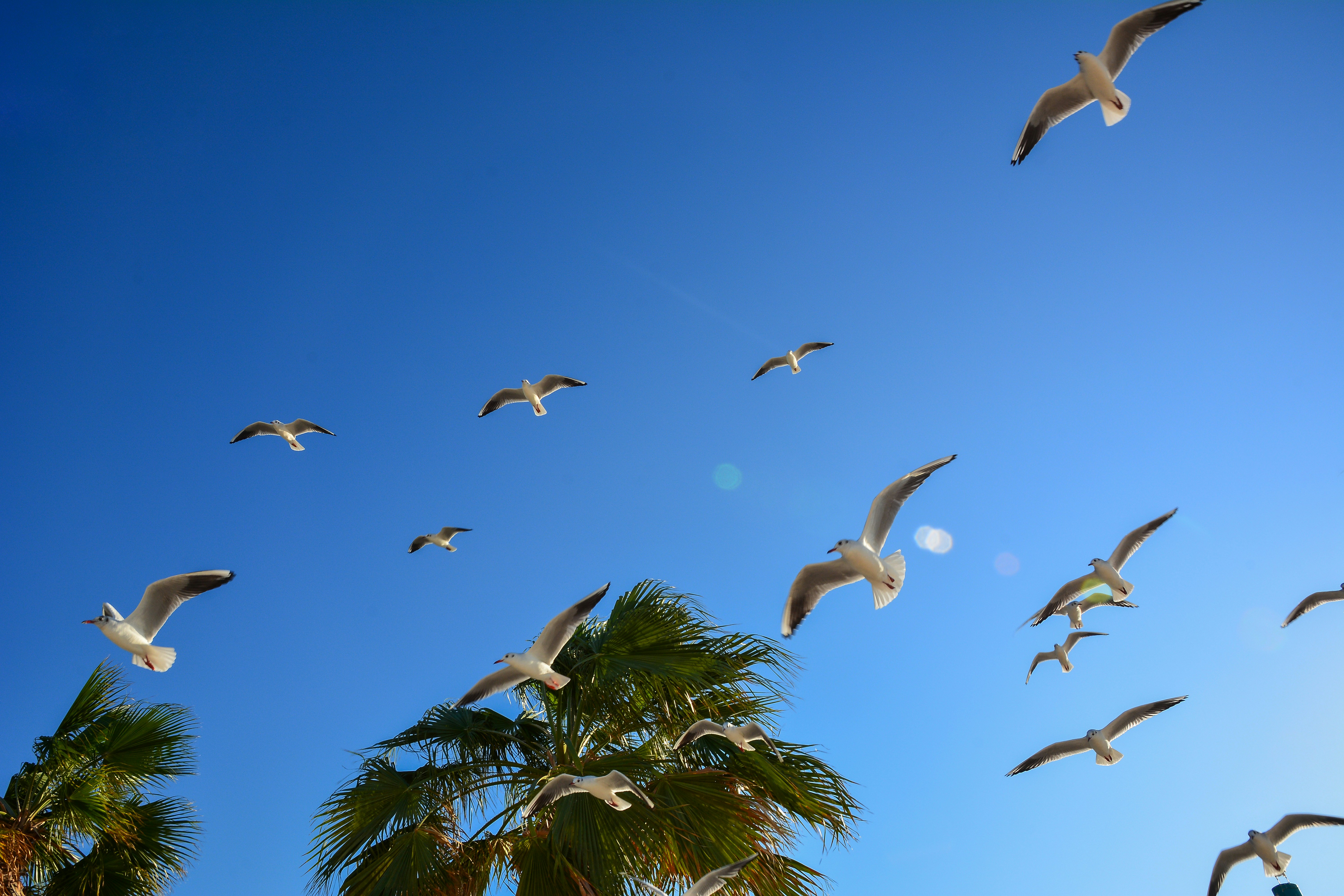 Cobalt Sky Flight: Seagulls Above Palm Canopy