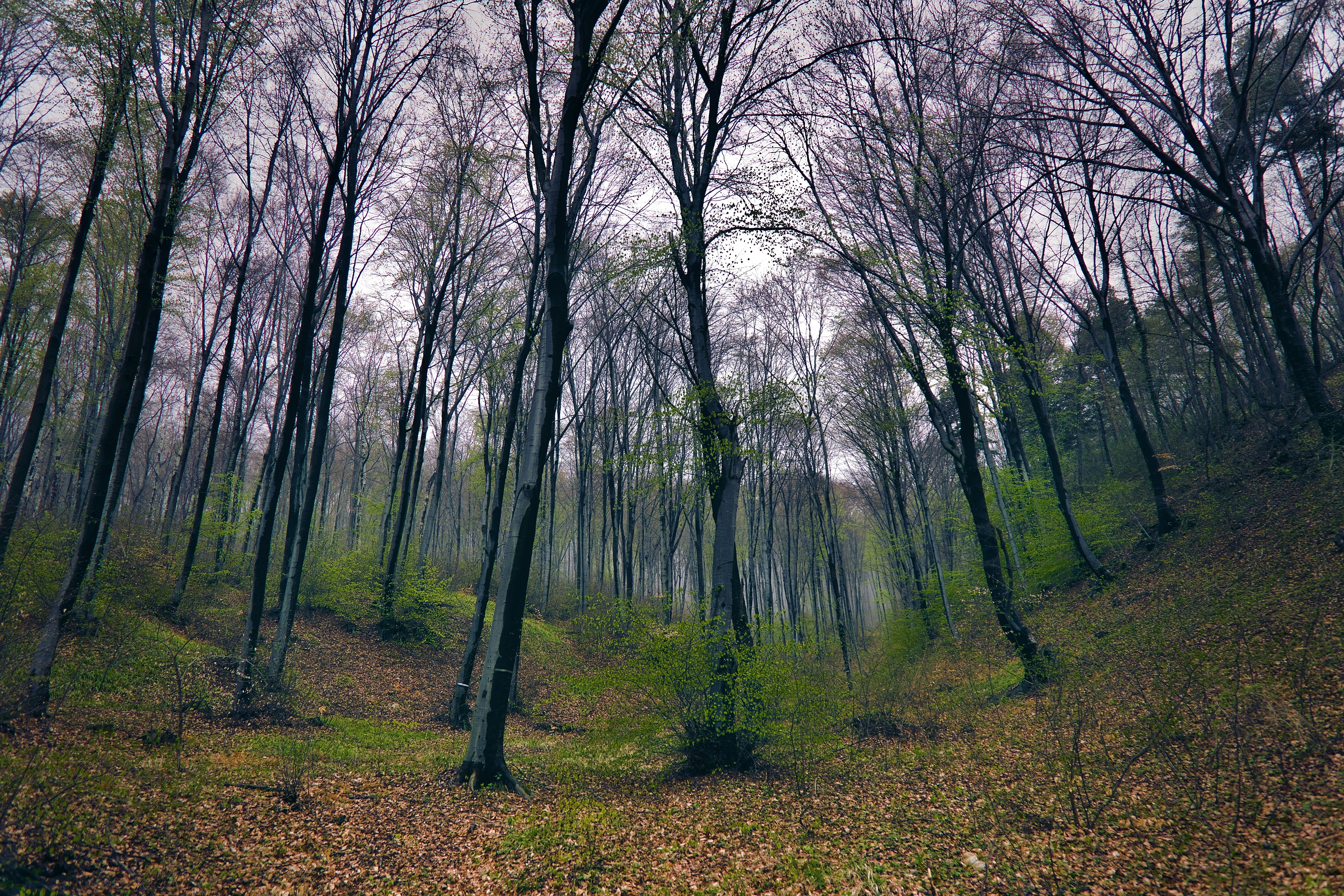 Mist-Woven Pines: A Quiet Forest Ascent