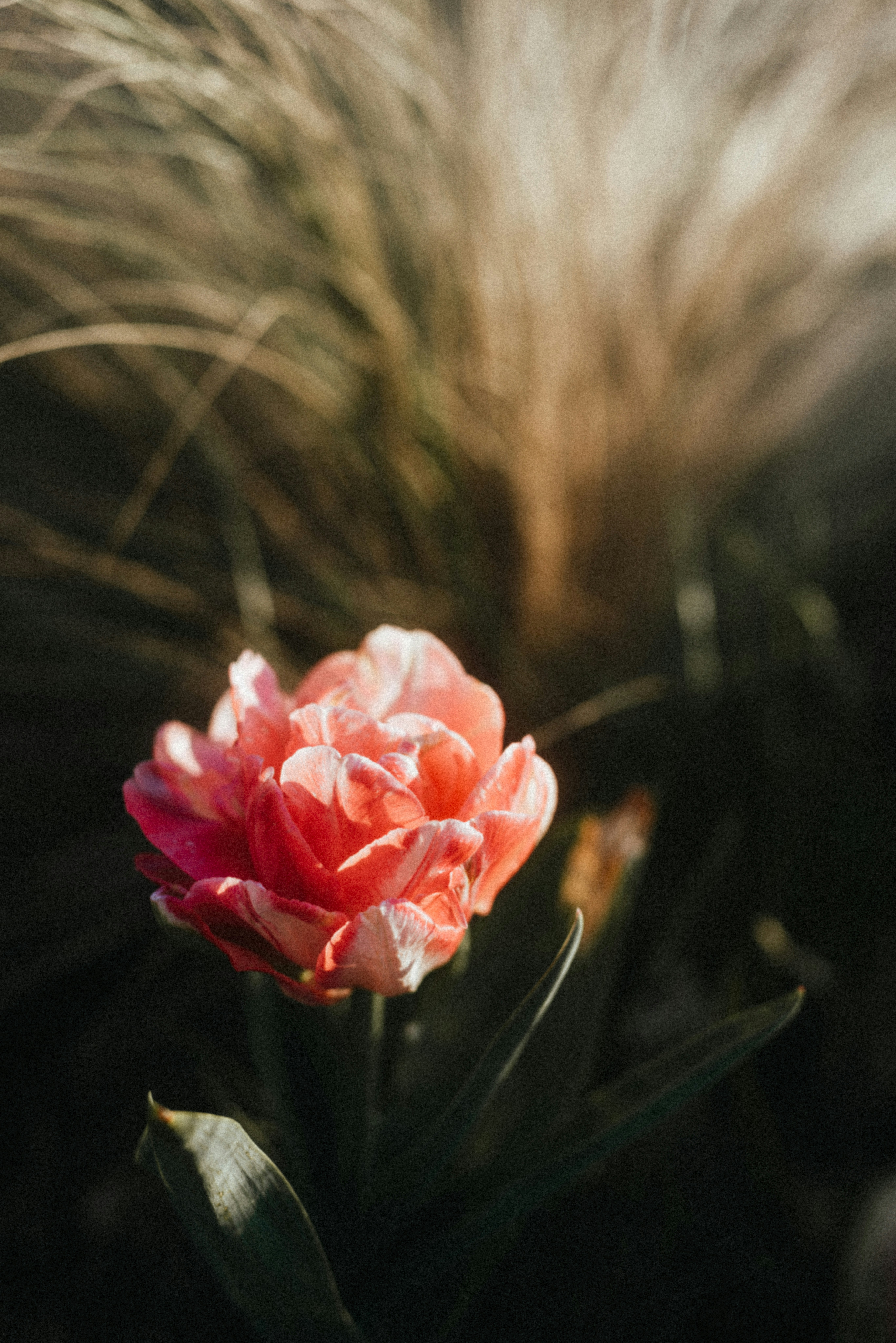 Whispered Coral: A Close-Up Bloom in Quiet Light
