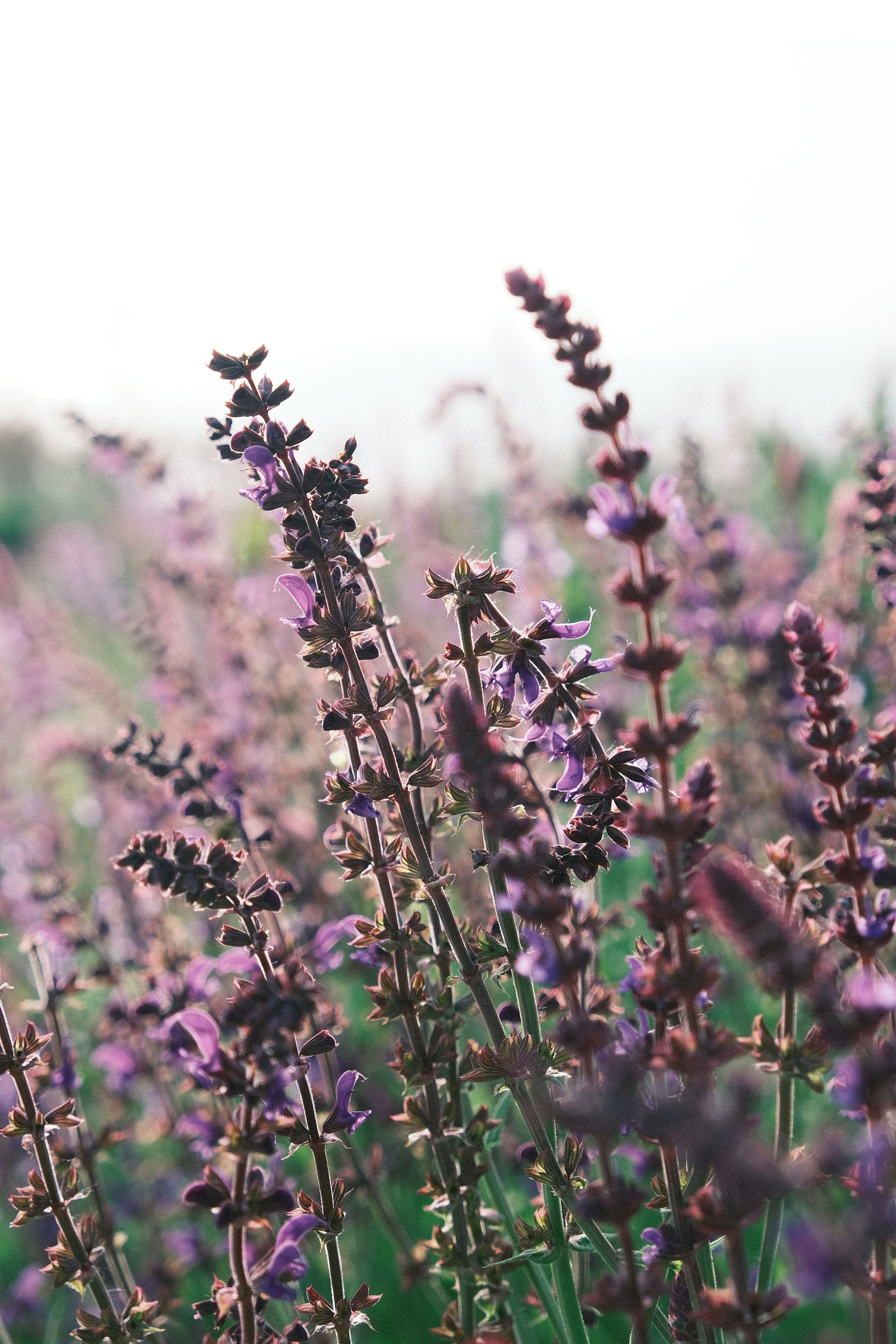 Lavender Background Tumblr