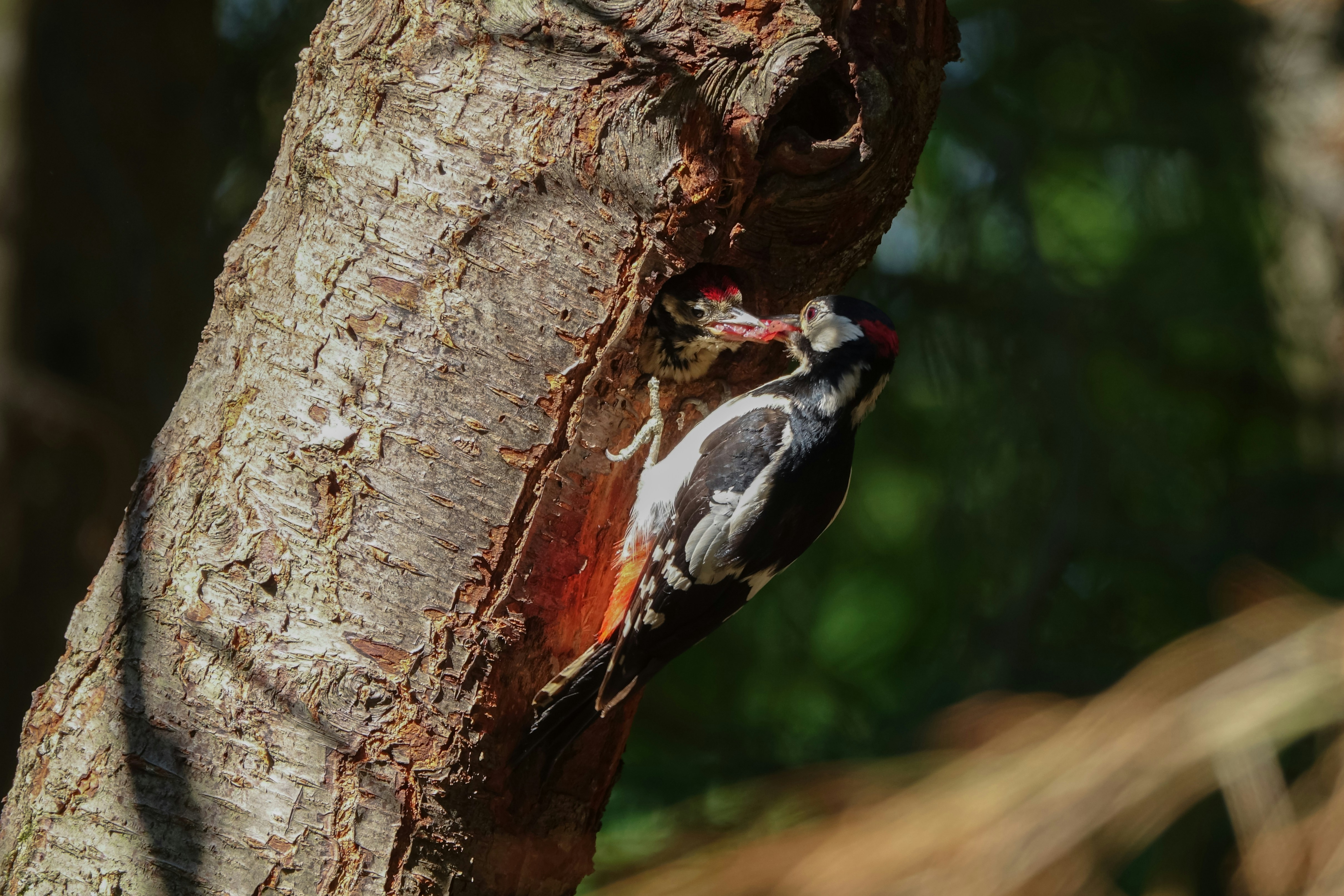 A woodpecker with a red crown clings to a rough, sunlit tree trunk, pecking near a crevice in a quiet forest.
