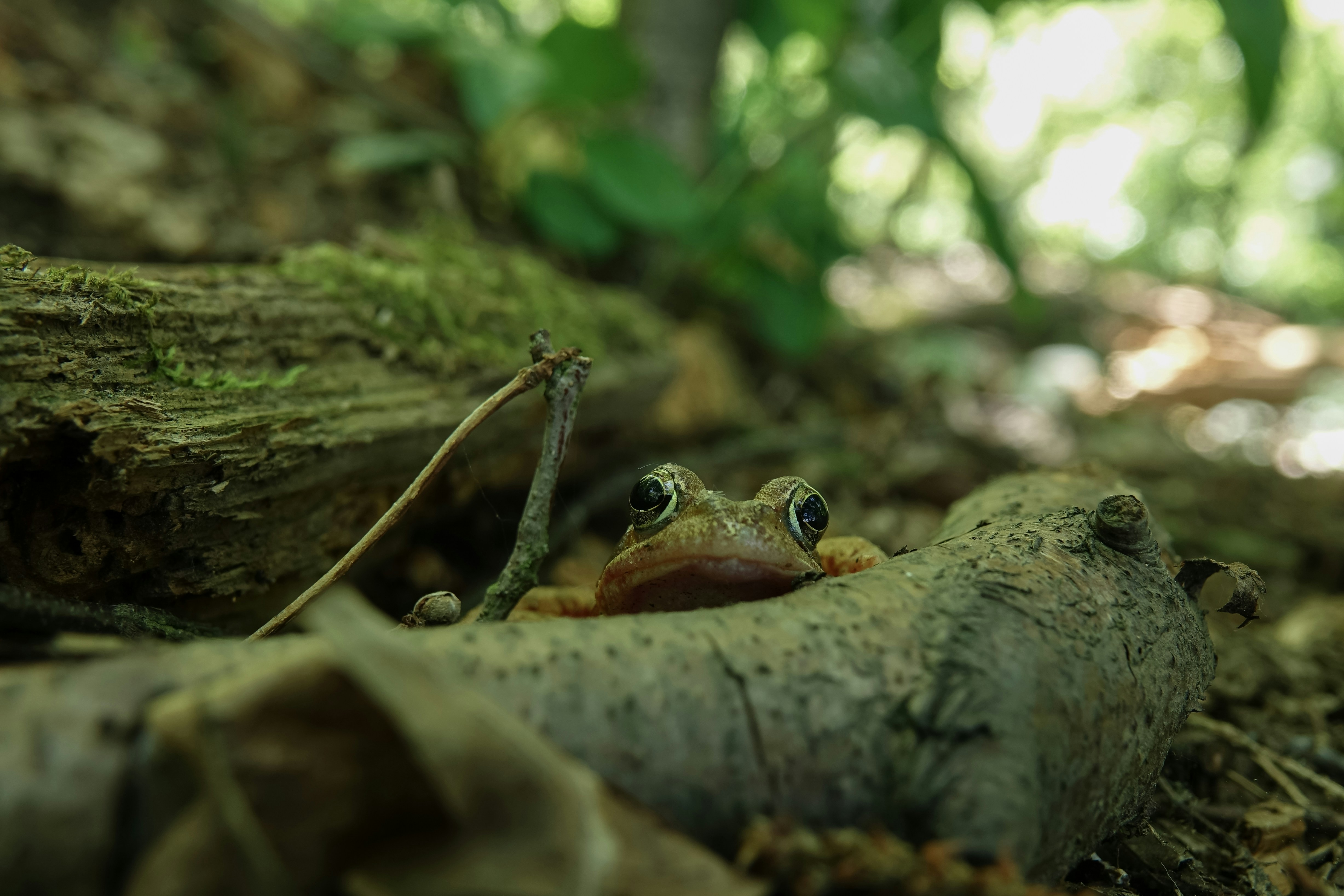 Hidden Amphibian Peek: A Frog Emerges among Forest Floor Debris
