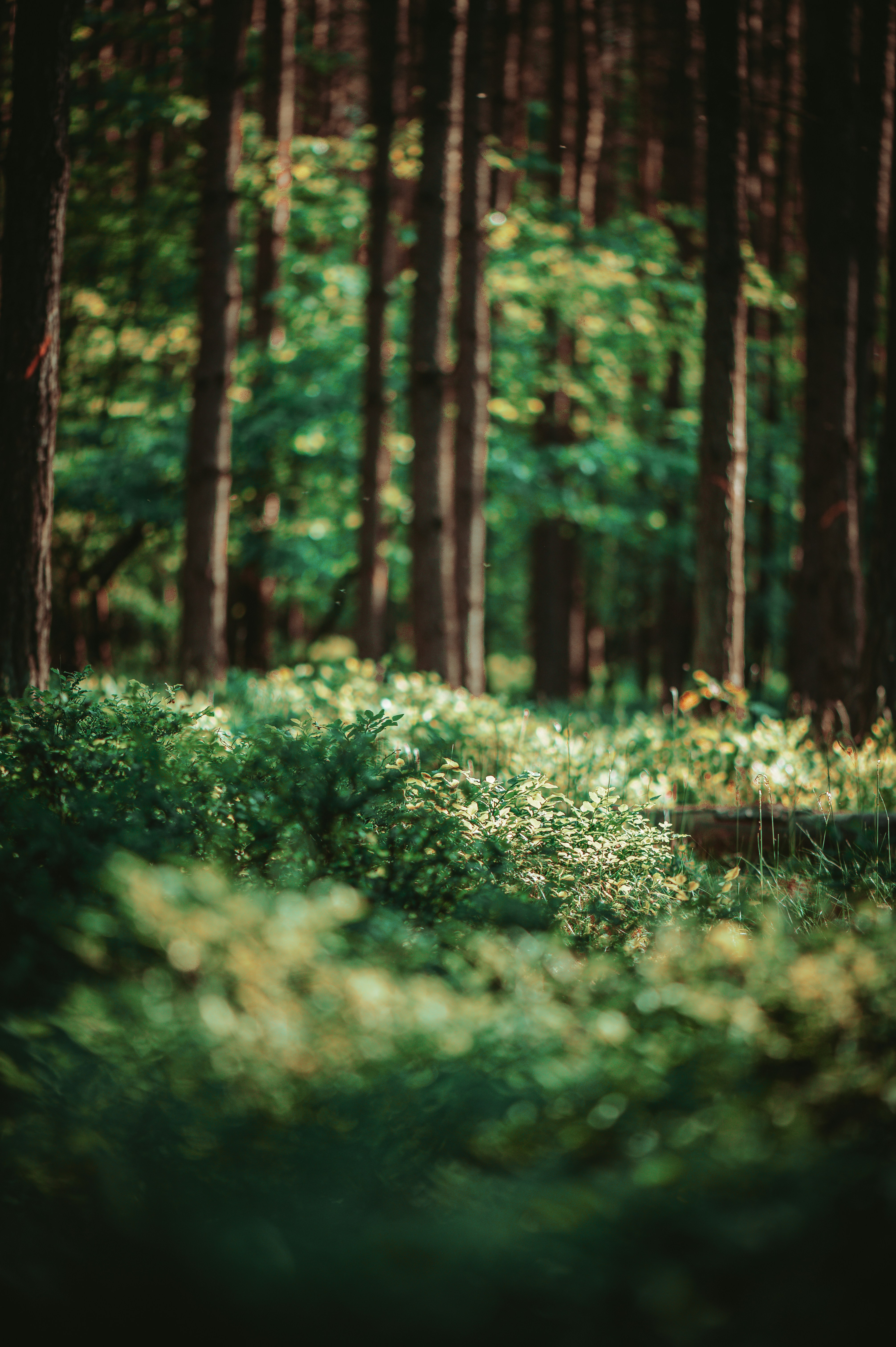 Lush Forest Wallpaper Hd