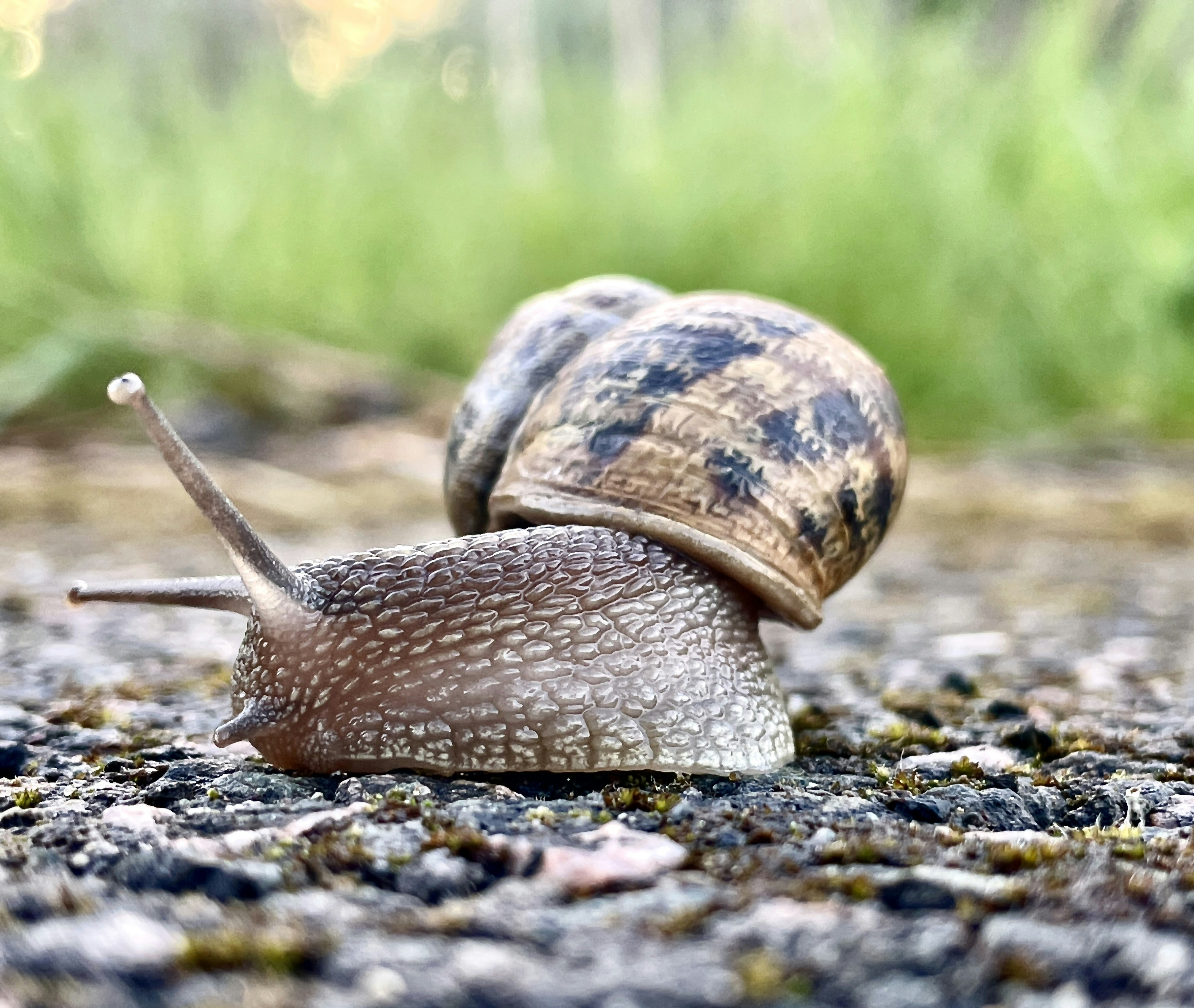 A couple of snails that are on the ground photo – Free Animal Image on ...