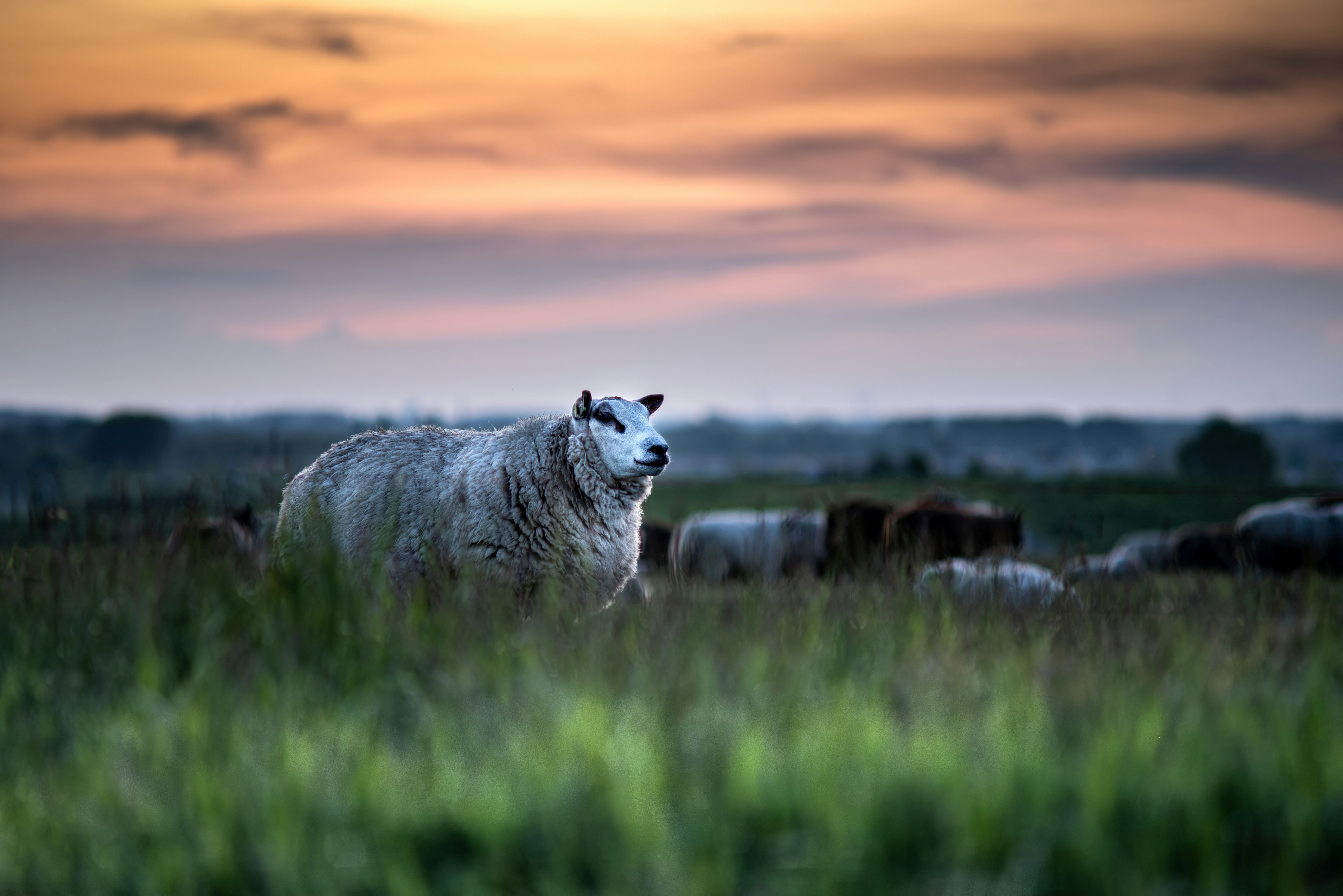 Lone Ewe at Dusk: Silvery Wool in a Quiet Prairie