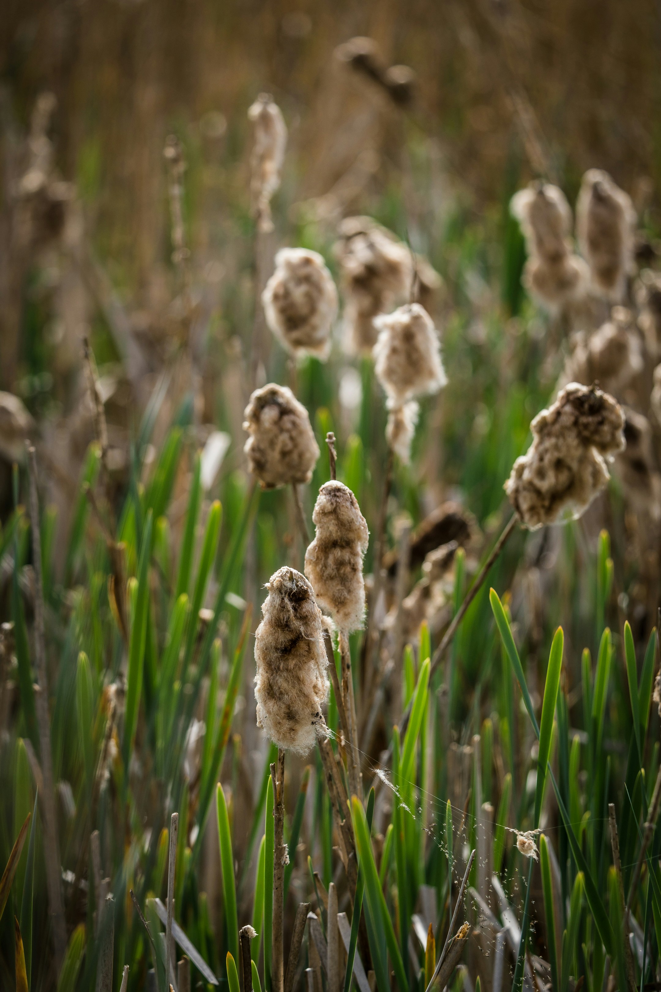 A bunch of flowers that are in the grass photo – Free Leighton moss ...