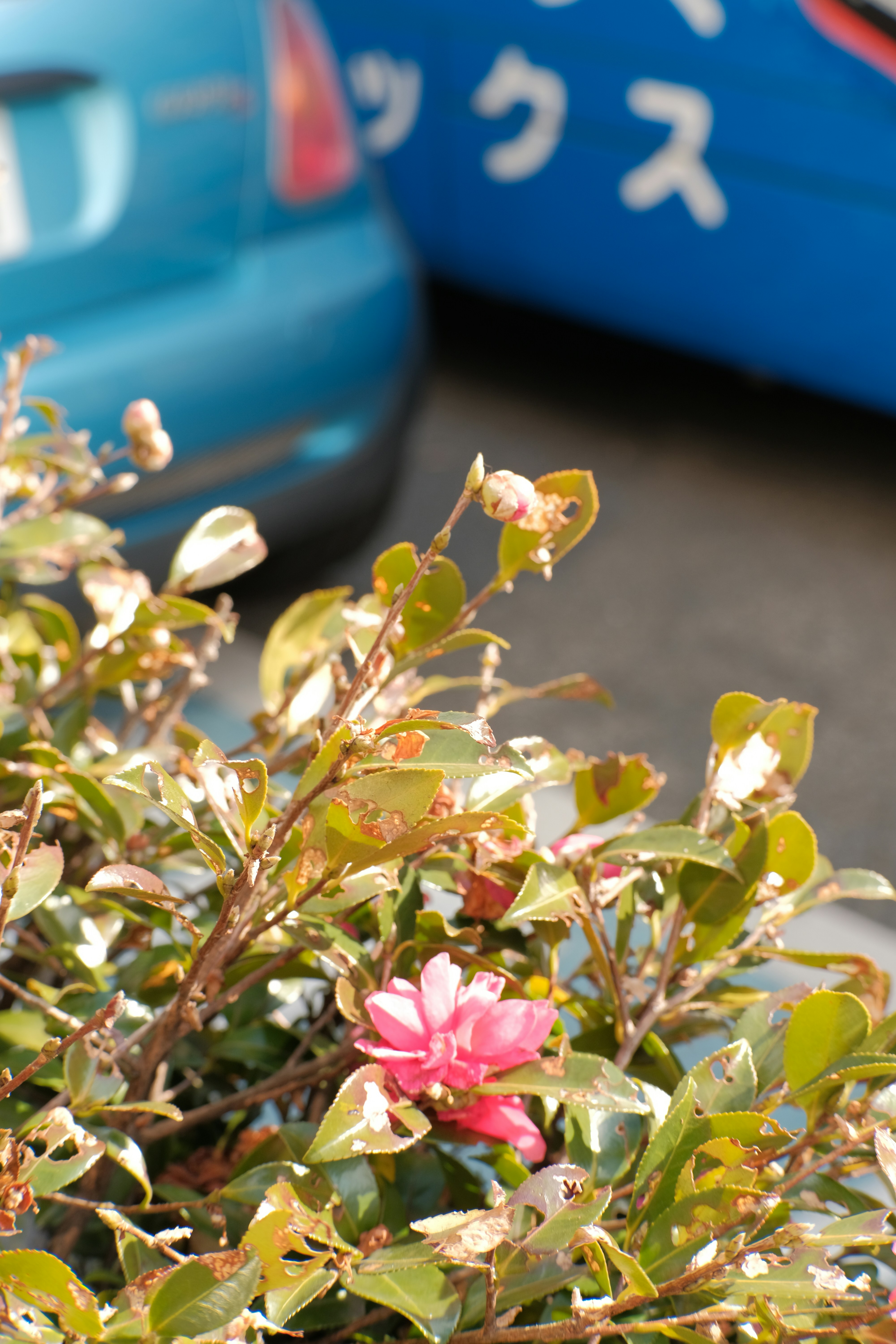 Pink Petals in Focus, Quiet Blue Cars Blur in the Background