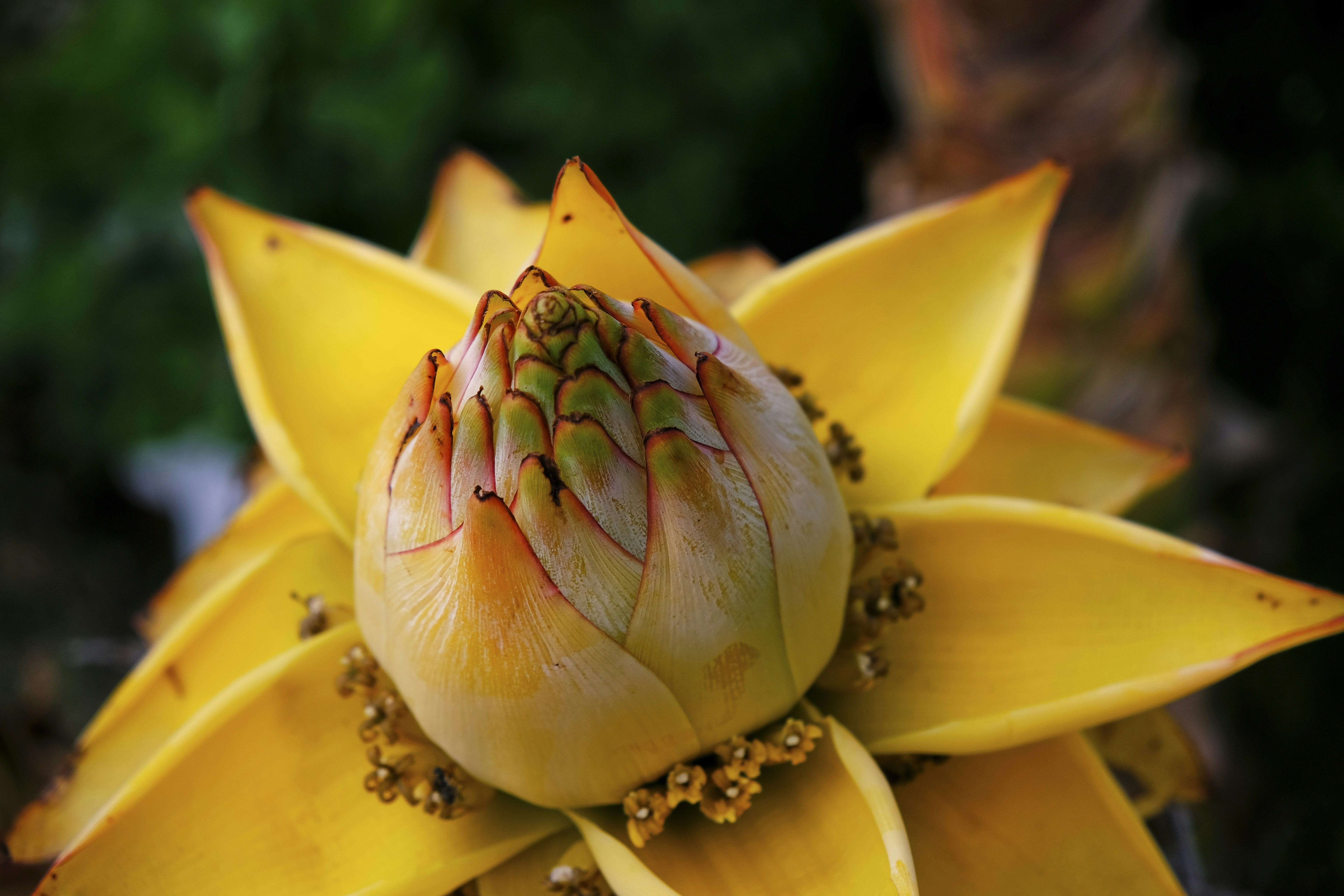 Golden Crown Bloom: close-up of a layered yellow bromeliad with a sunlit central bud