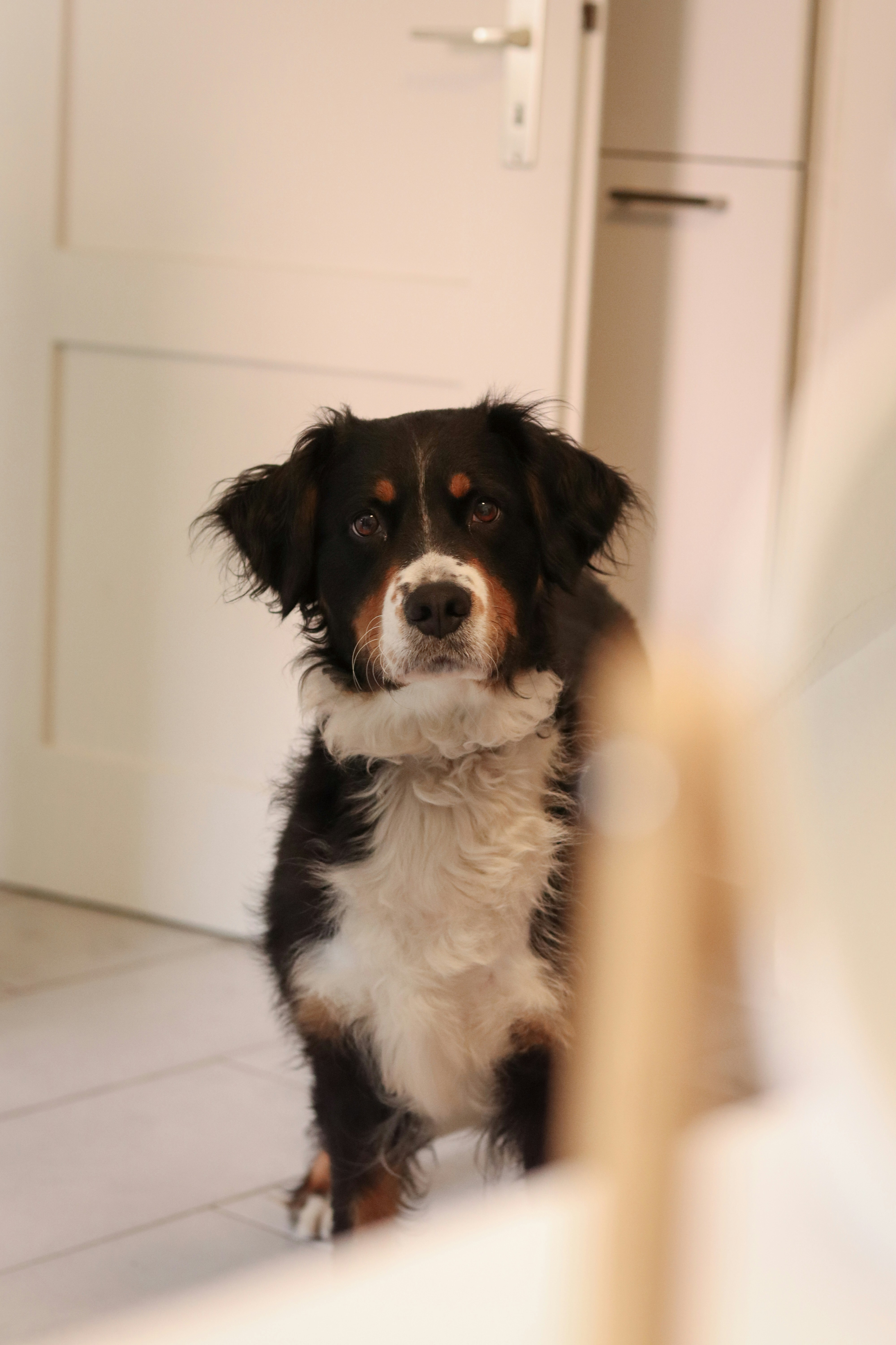 Between Doorways: A Hound's Quiet Gaze Anchors the Frame