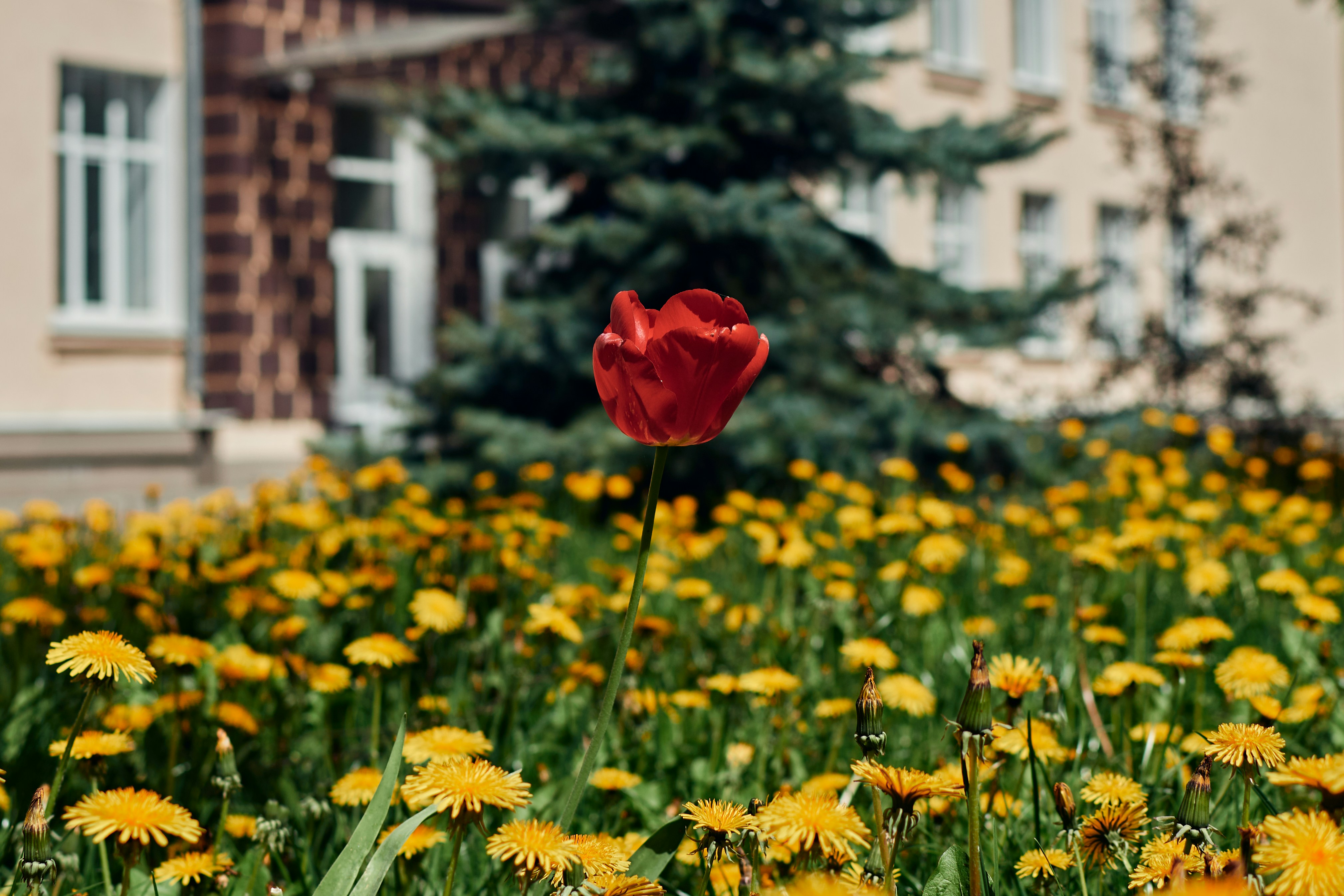 Crimson Tulip Centerstage in a Sea of Yellow Dandelions