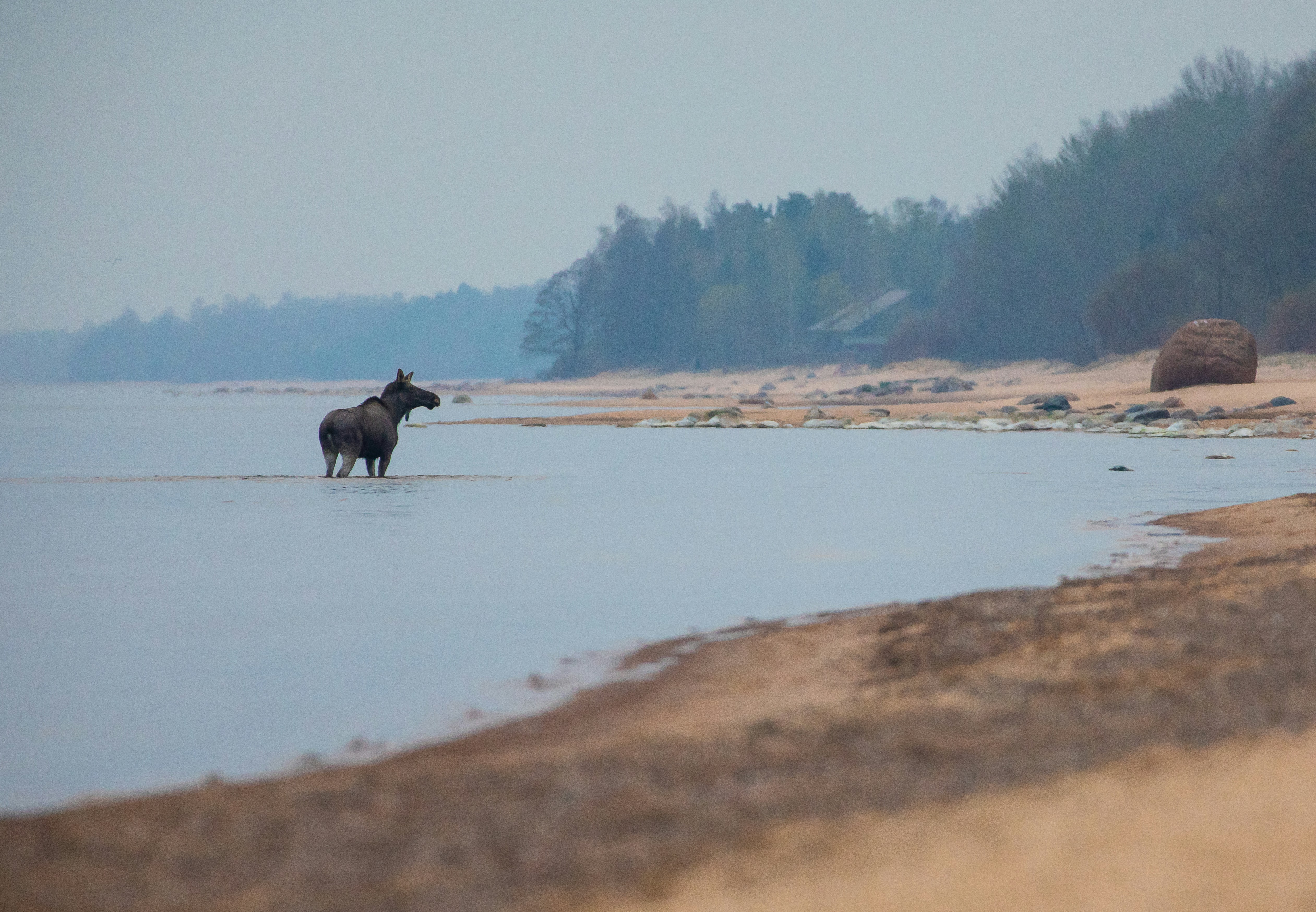 Moose in the Baltic Sea in the morning