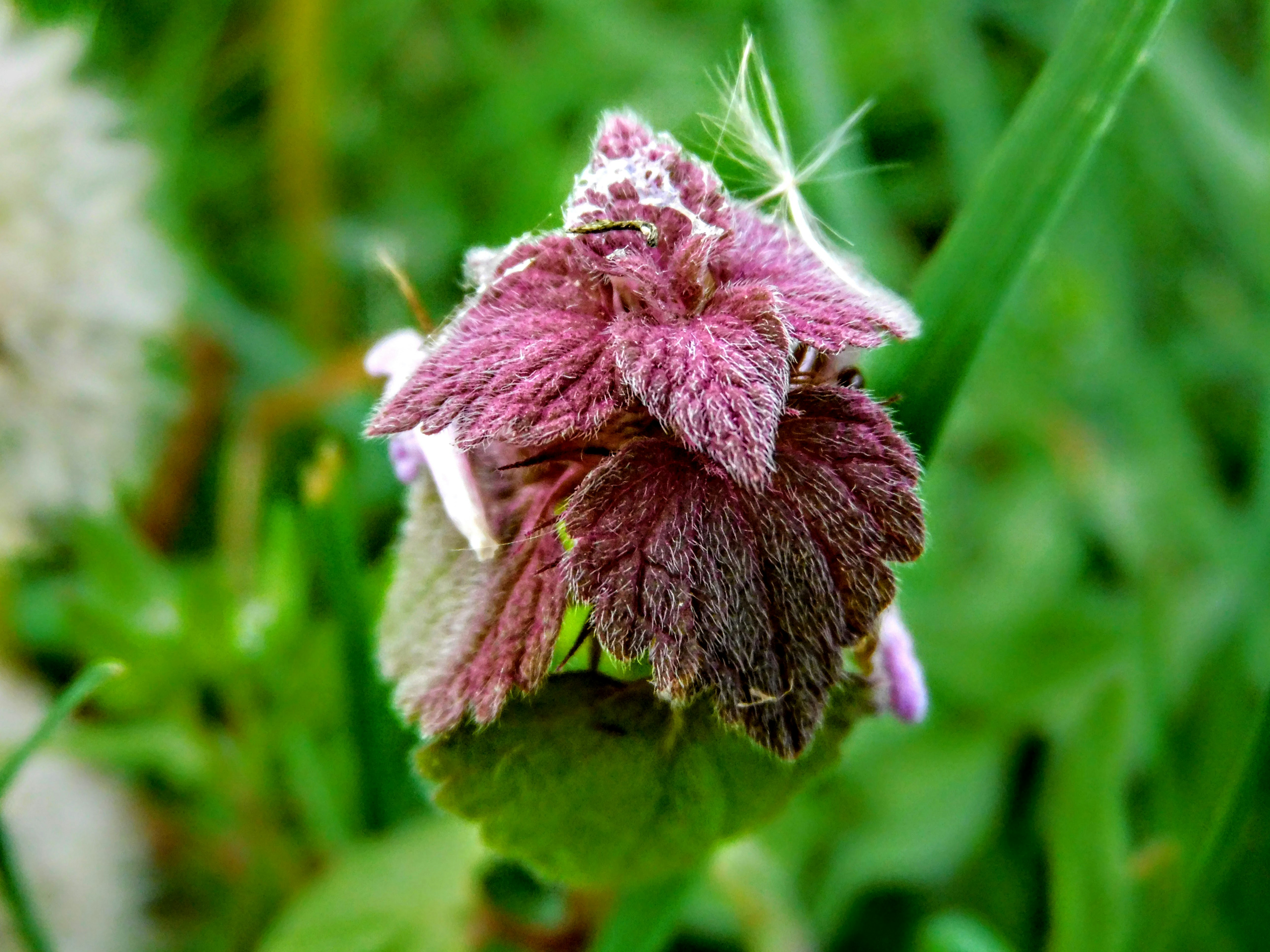 Macro photograph of a fuzzy purple flower bud set against green grass. Close-up emphasizes texture and color of the bloom.