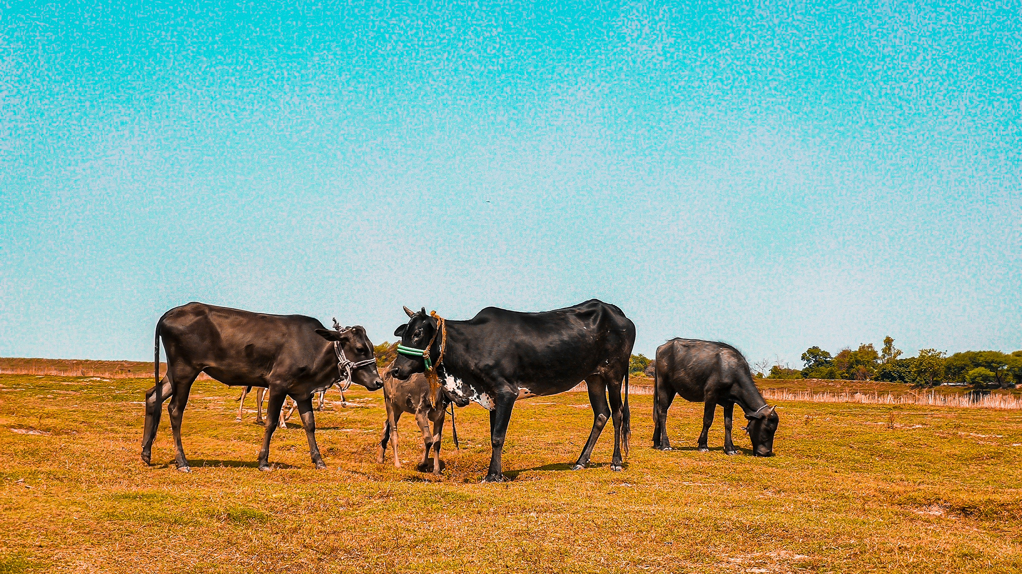 Horses graze in a wide, sunlit field beneath a clear blue sky. The scene captures a quiet pastoral moment with a small herd clustered toward the center.